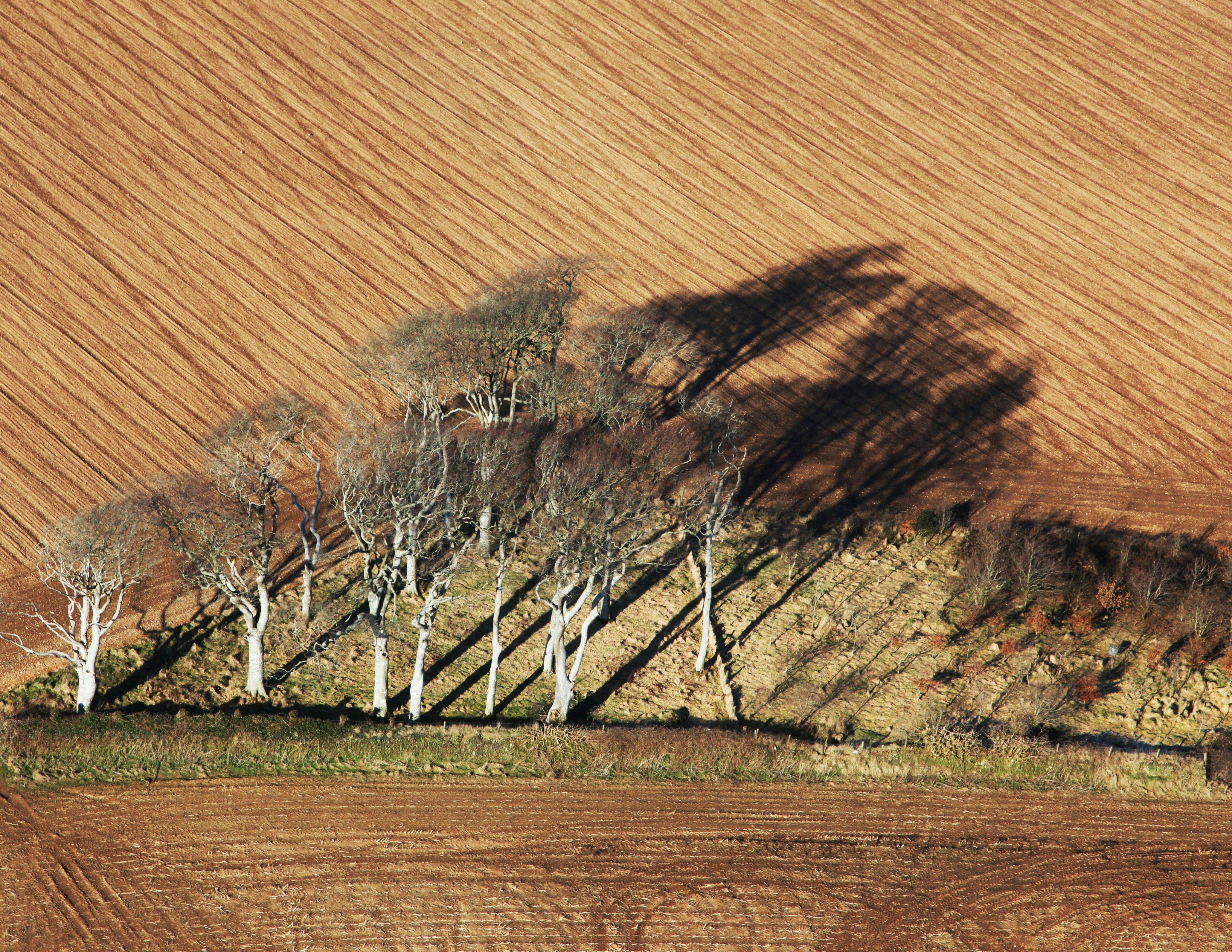 Row of Shadowed Trees Along a Cropped Field Edge