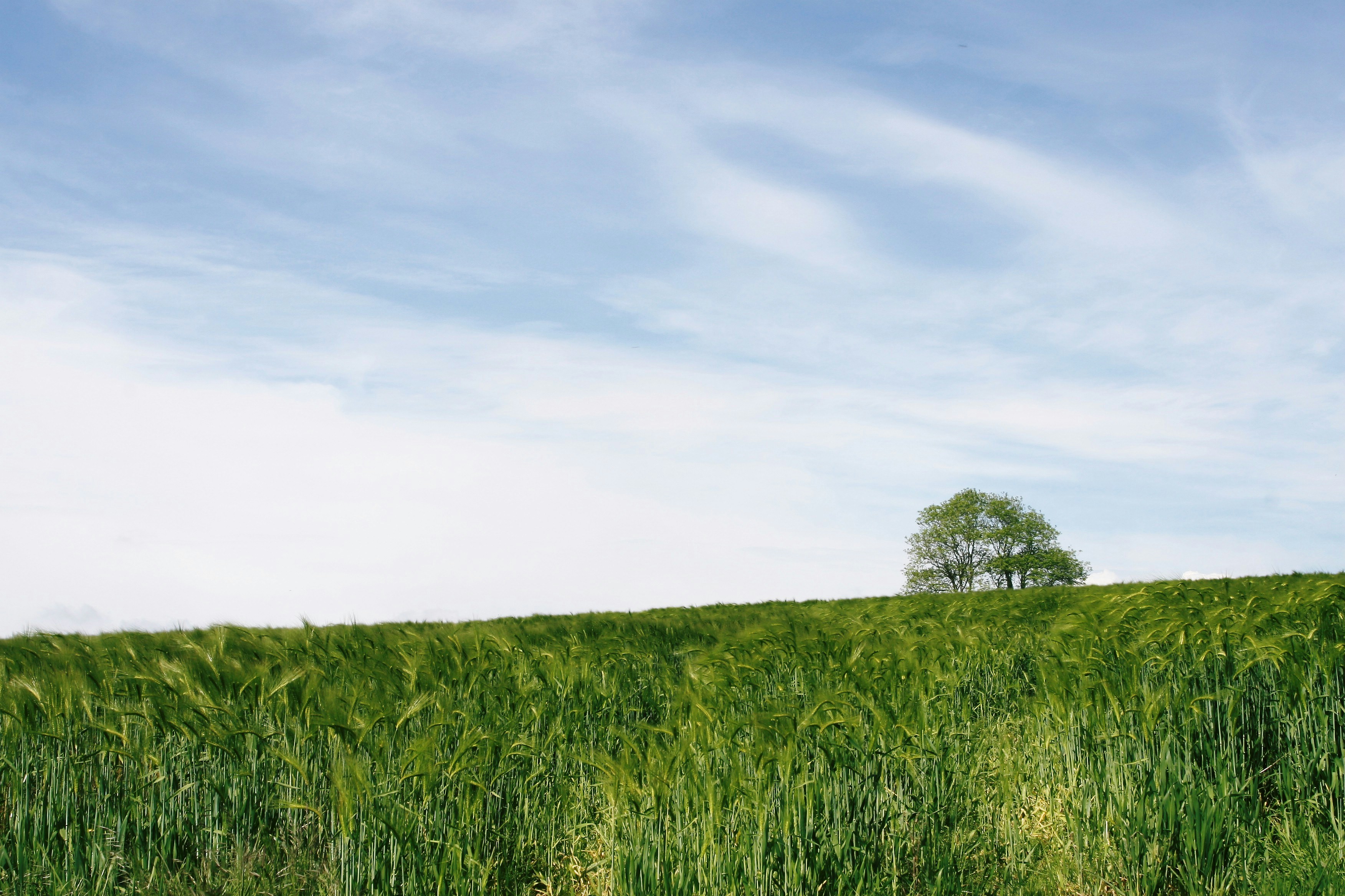 Green grass field at daytime photo – Free Grass Image on Unsplash