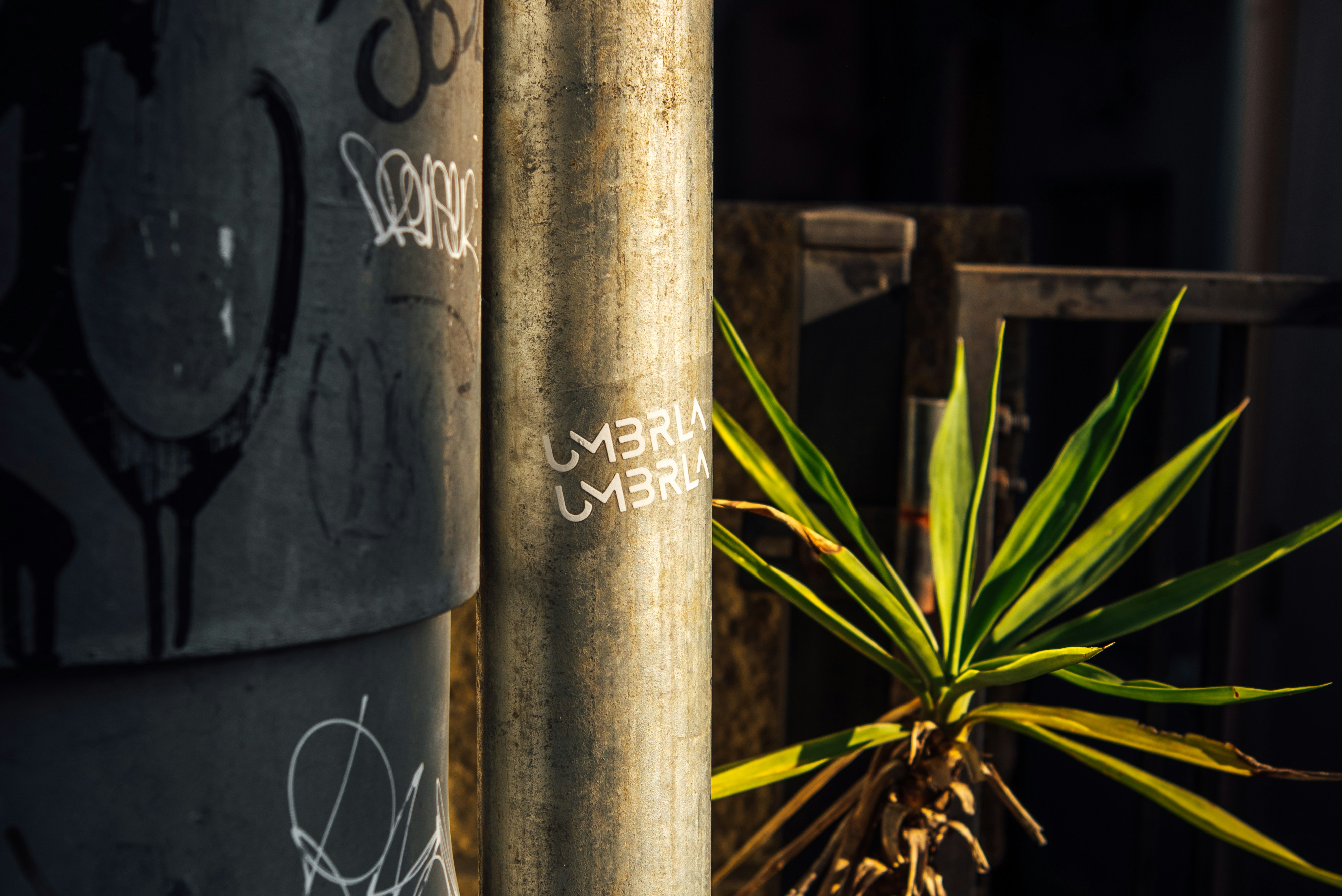 Sunlit Spike: Plant Emerges Between Graffiti and Steel