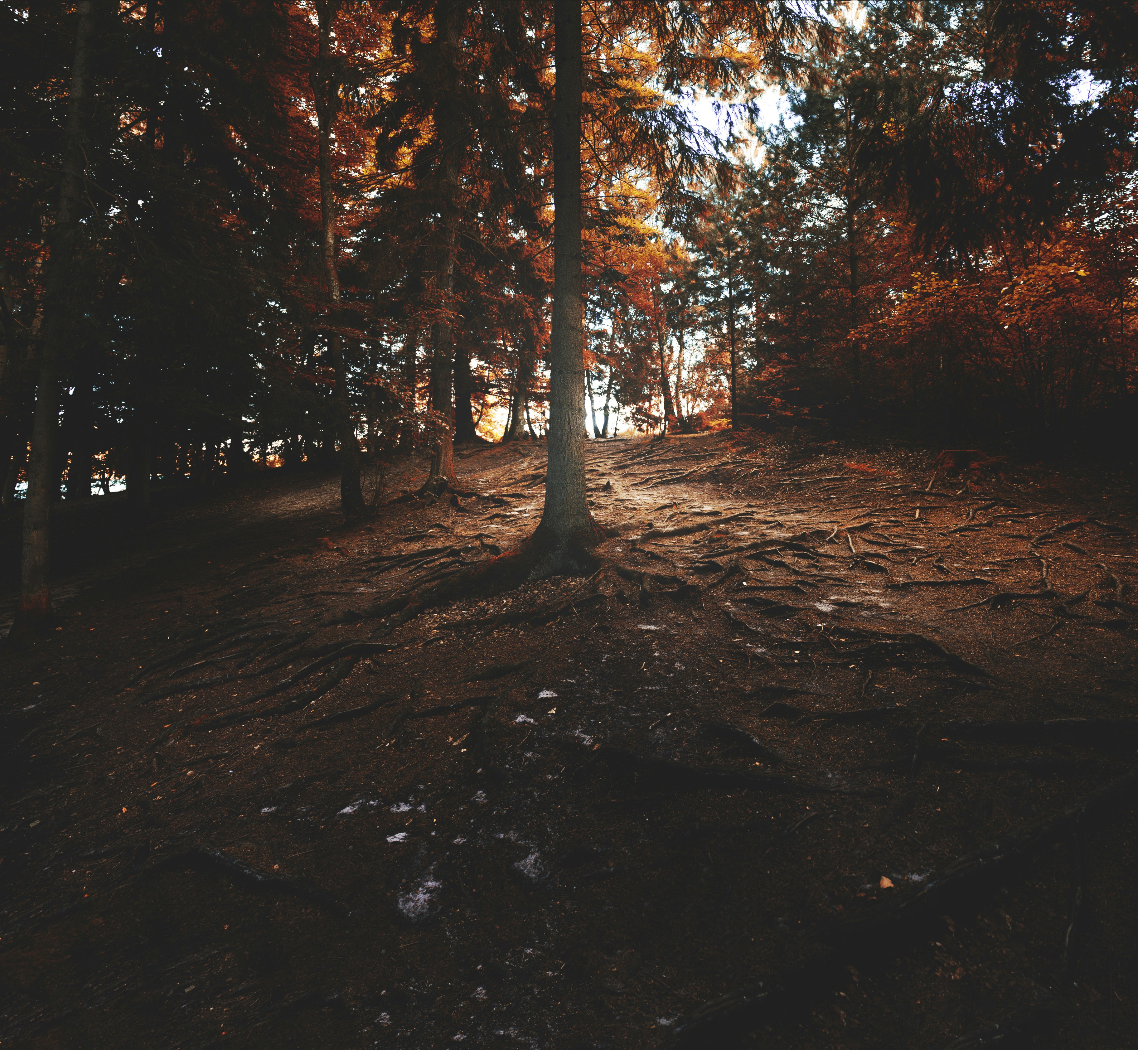 Brown tall tree photo – Free Denmark Image on Unsplash