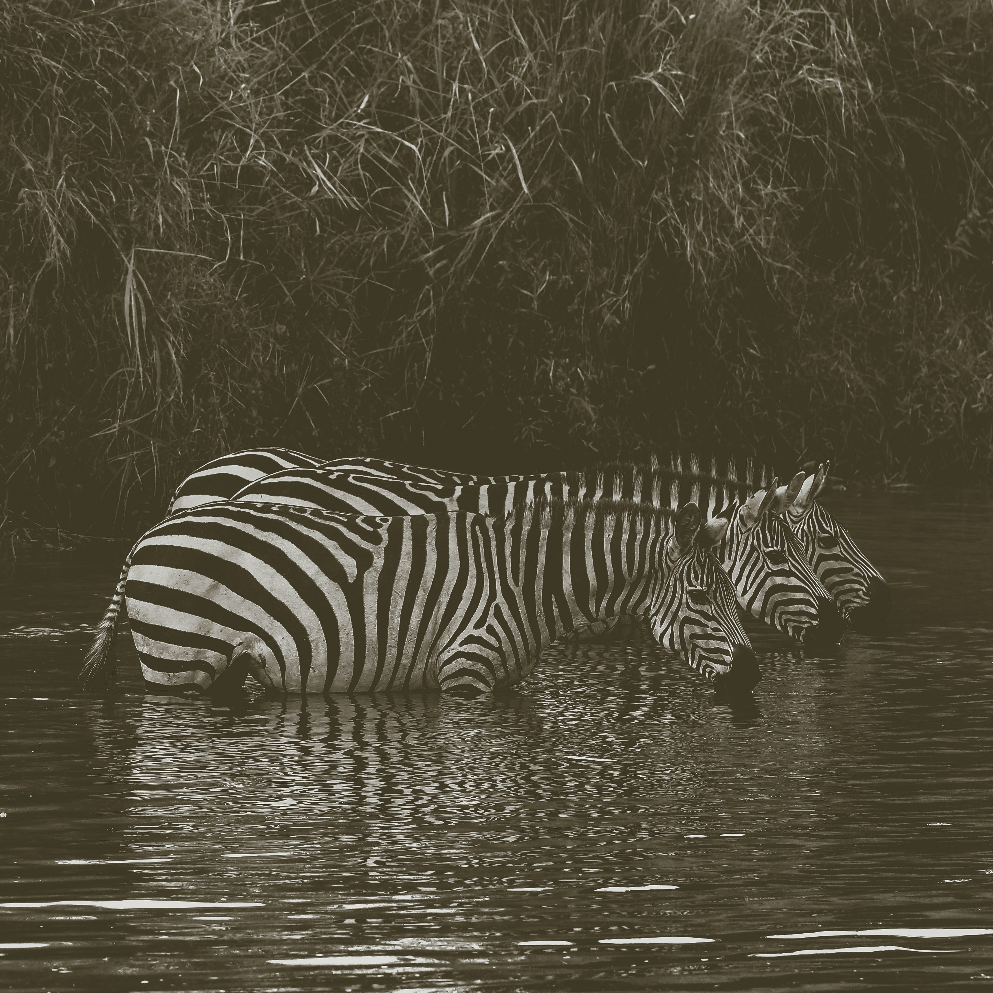 Three zebras wade through a calm river, their reflections merging with the water's surface. The scene captures the serene coexistence of wildlife in nature.