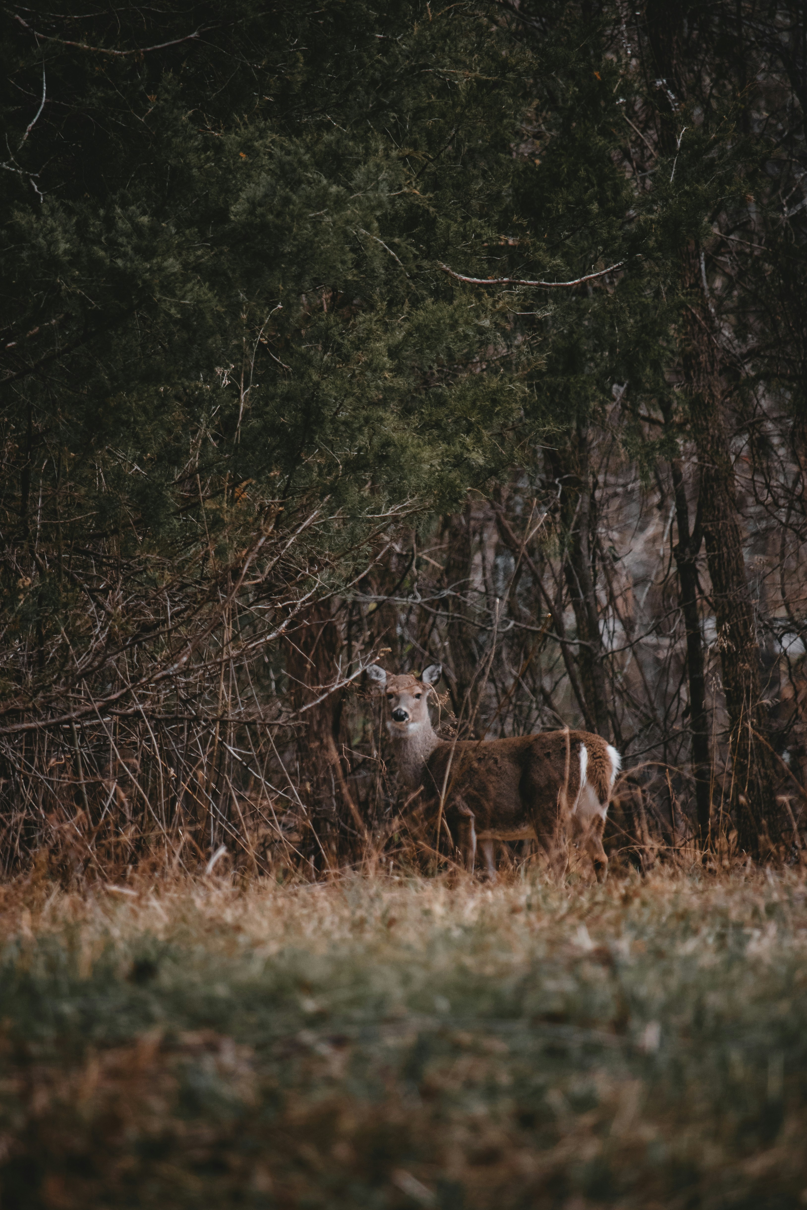 Selective focus photography of deer photo – Free Tims ford state park ...