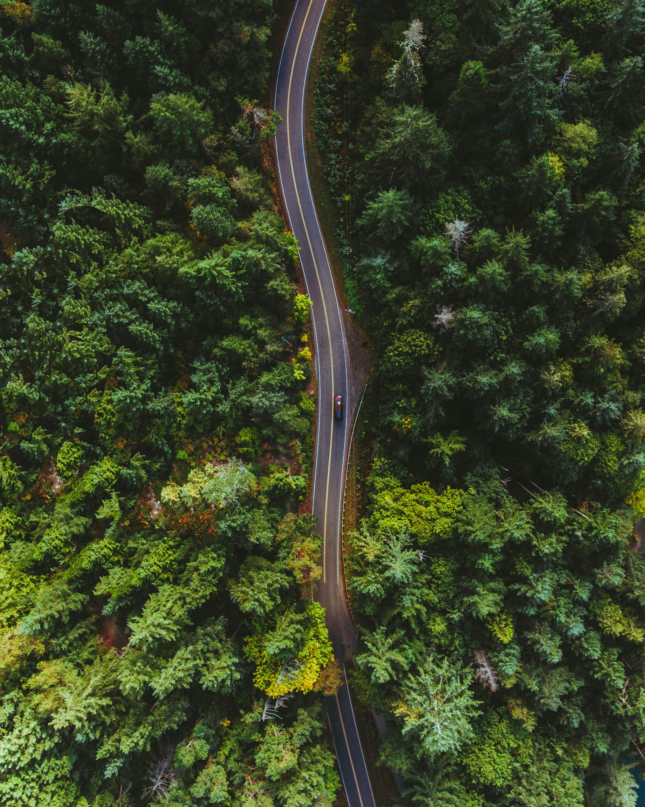 Drone Forest Pictures | Download Free Images on Unsplash