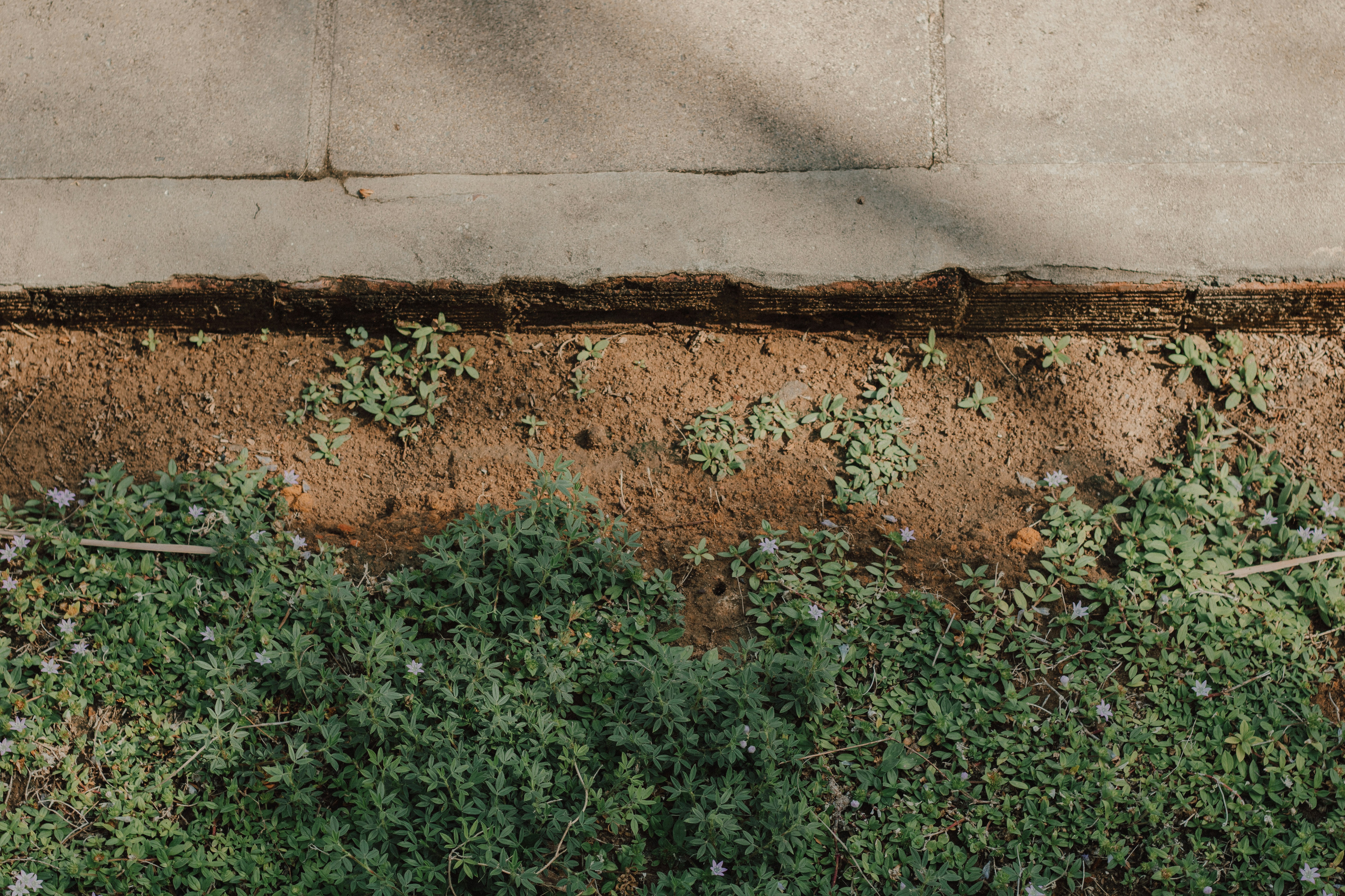 Sidewalk and land, Sāo José da Coroa grande, Pernambuco, BrazilMonique Carrati