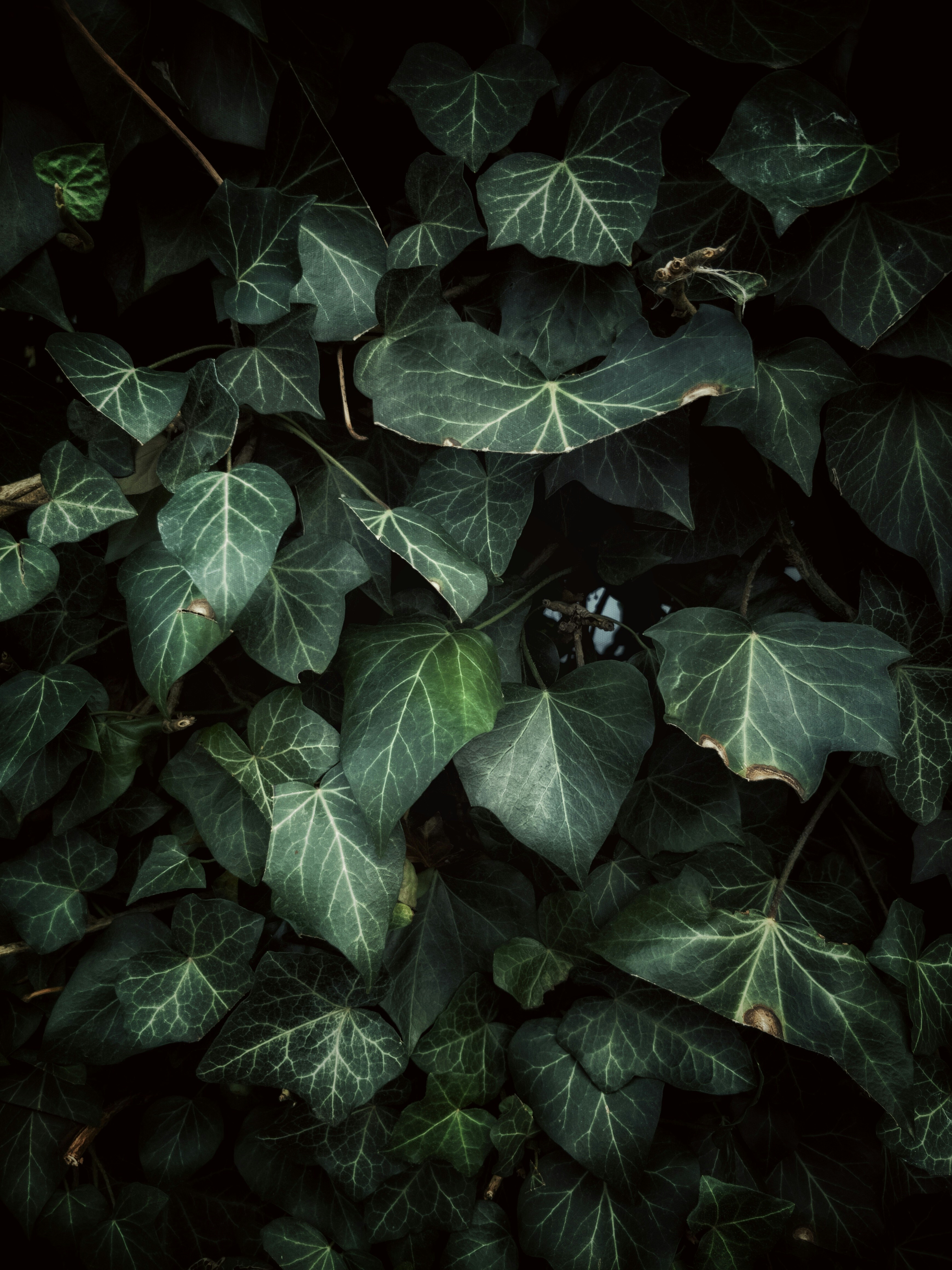 Close-up of dense ivy leaves with pale veins forming a textured canopy in moody light. This photograph emphasizes venation patterns and dark, lush color.