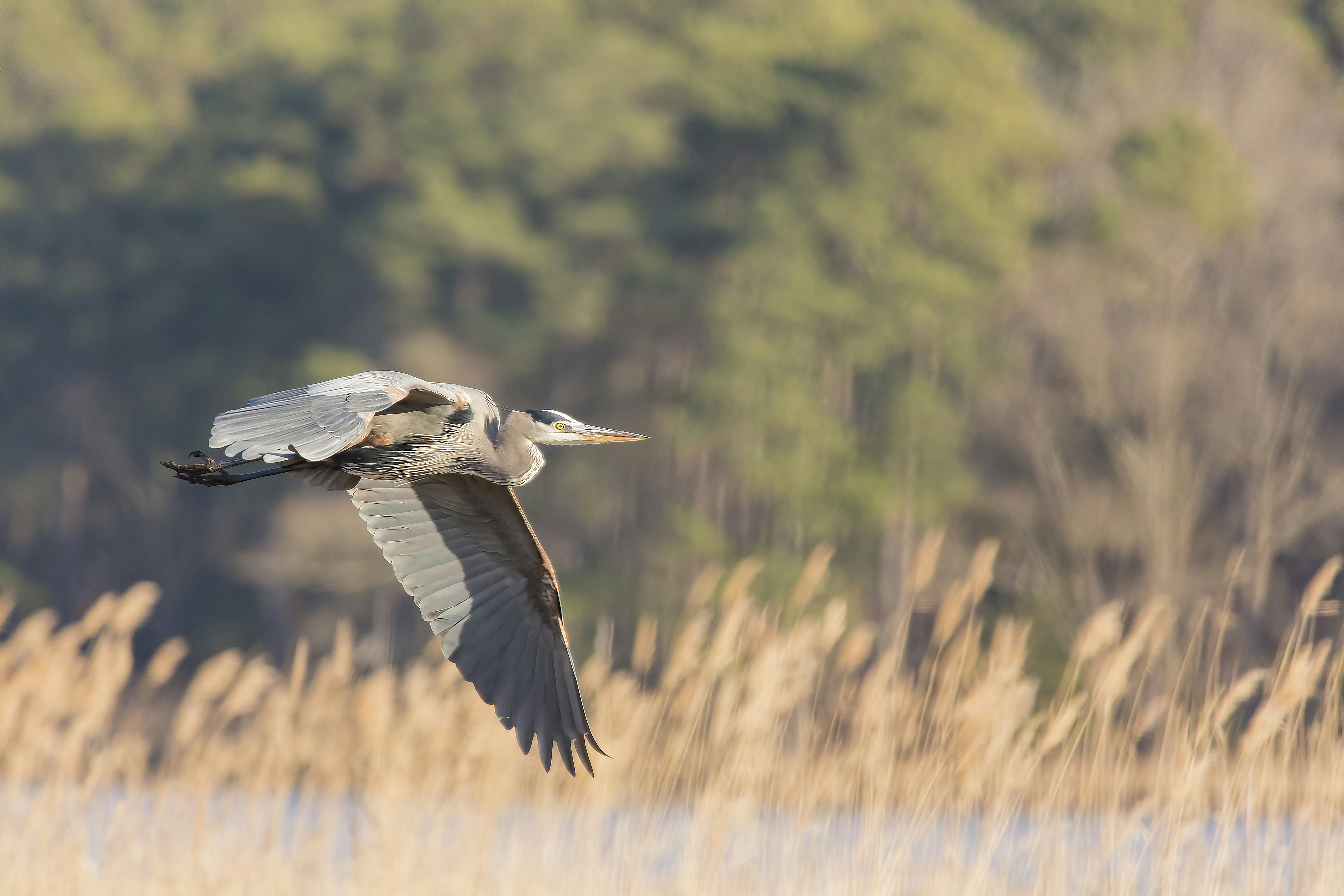 Grey Heron Fligh | photo of pelican flying