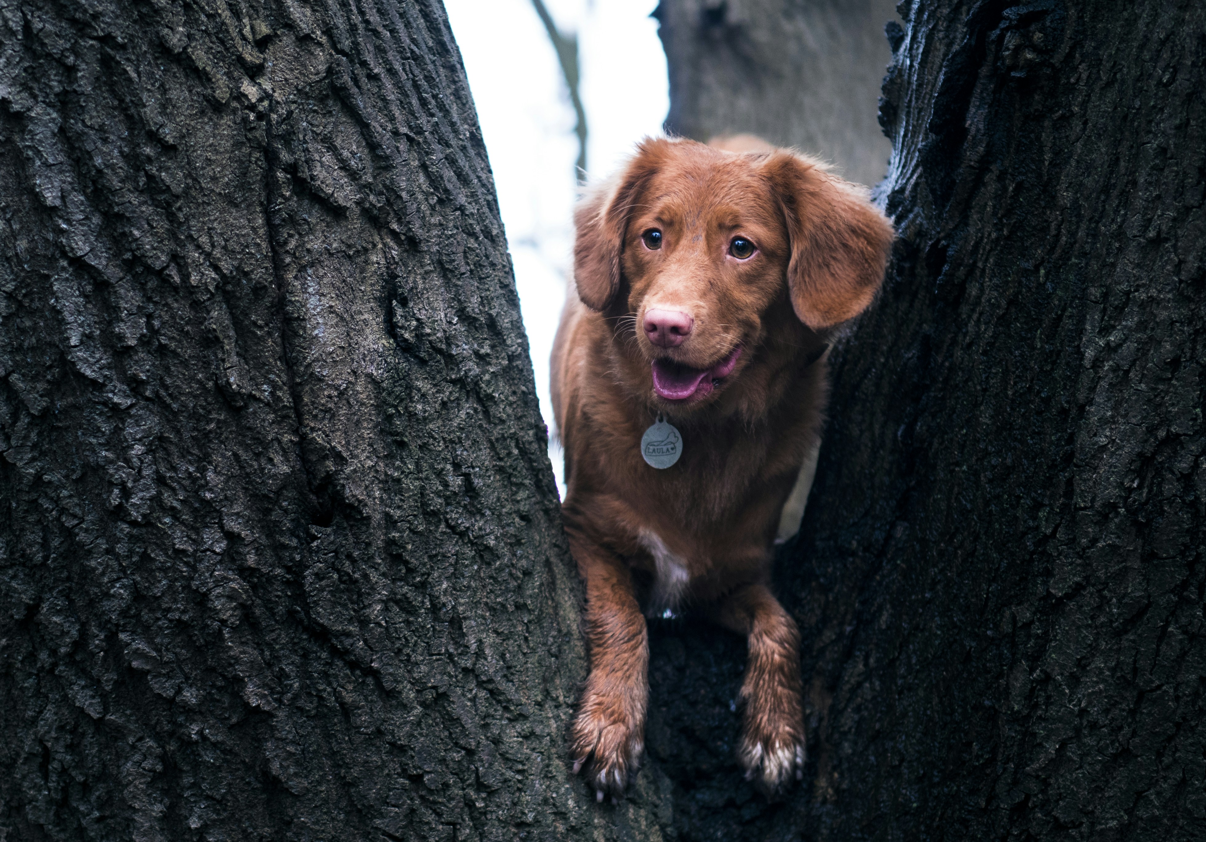 Dog on tree photo – Free Surrey hills area of outstanding natural ...