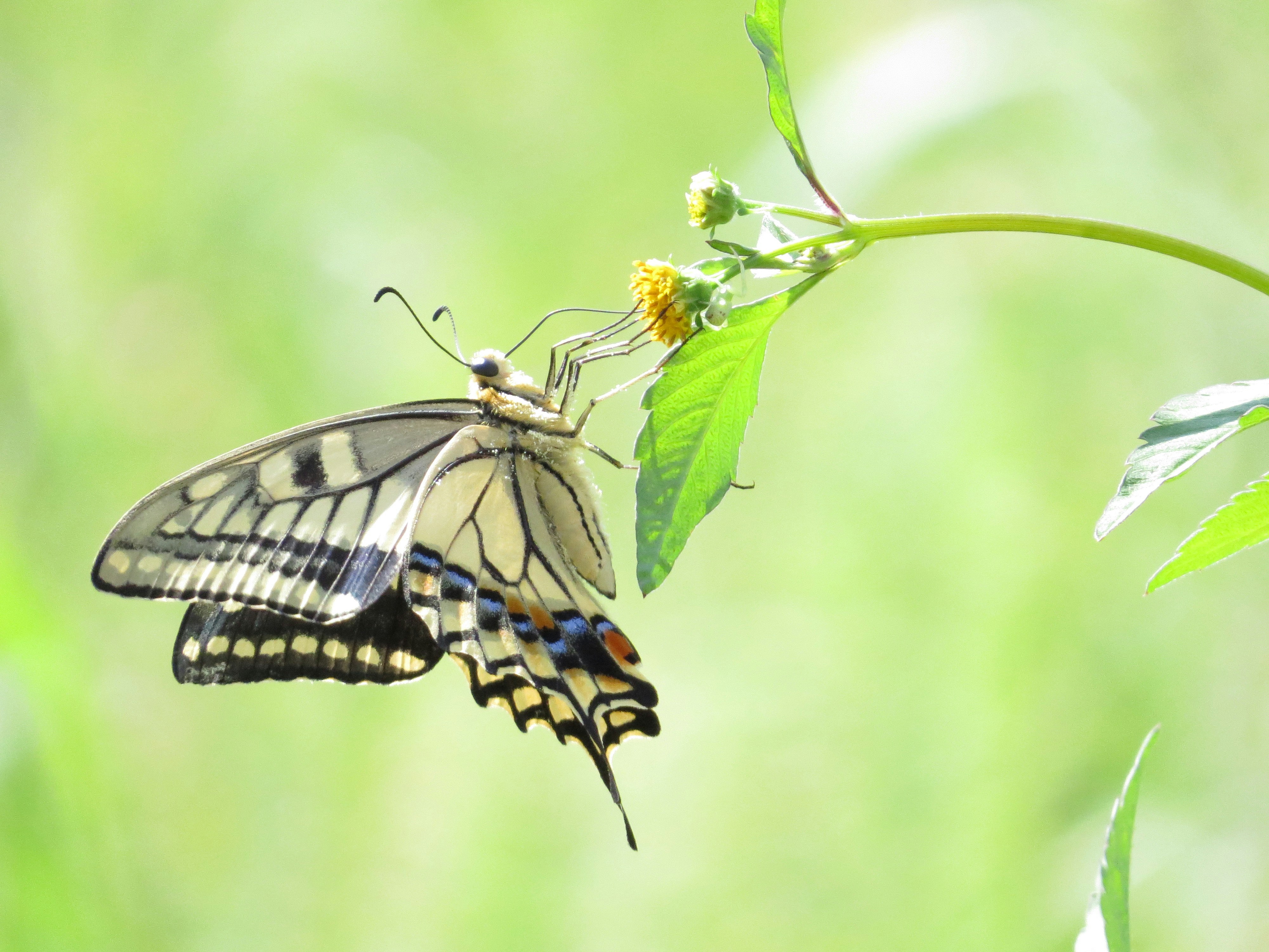 Butterfly perched on a yellow flower against a blurred green background.