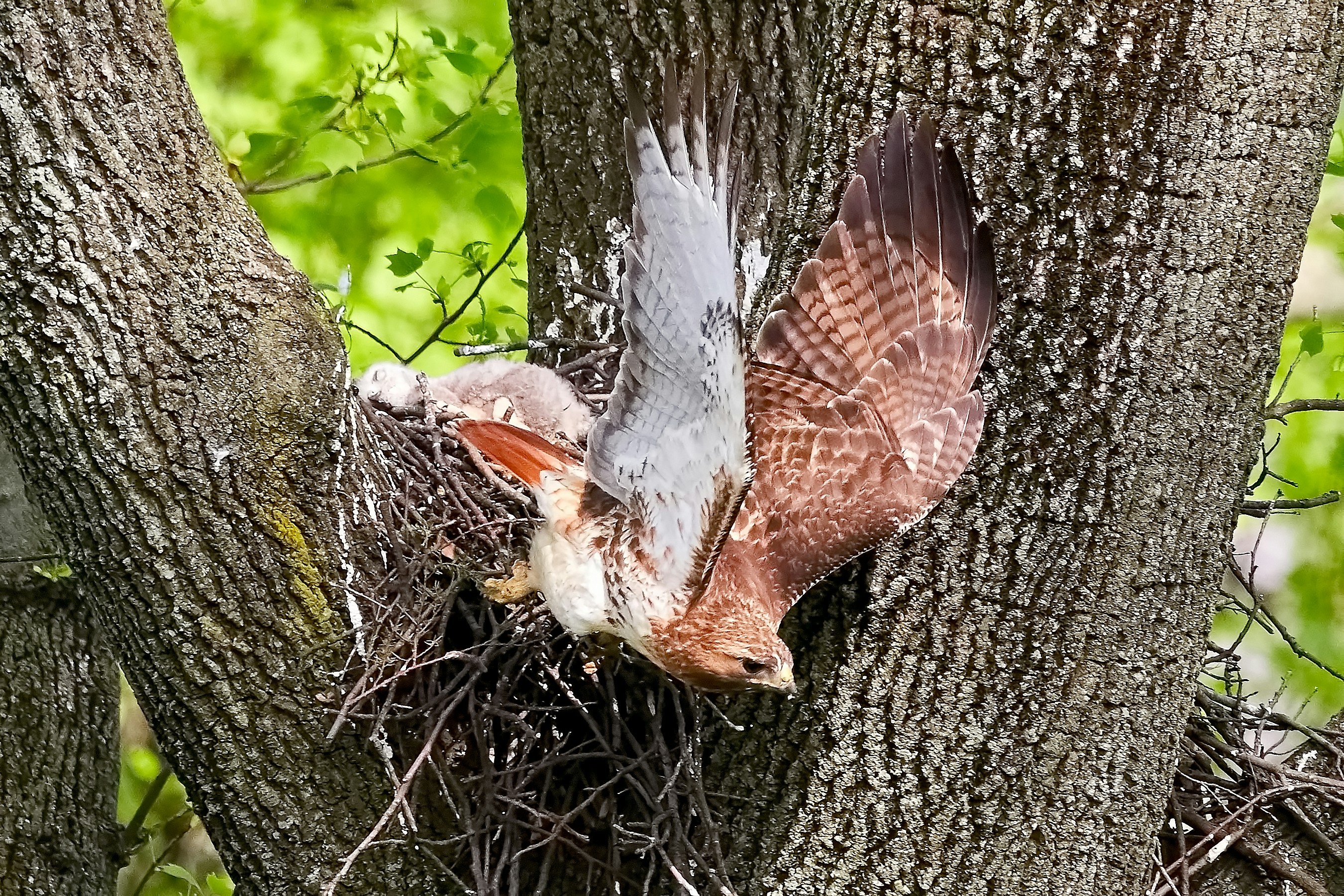 Hawk going out while the baby hawks are asleep.