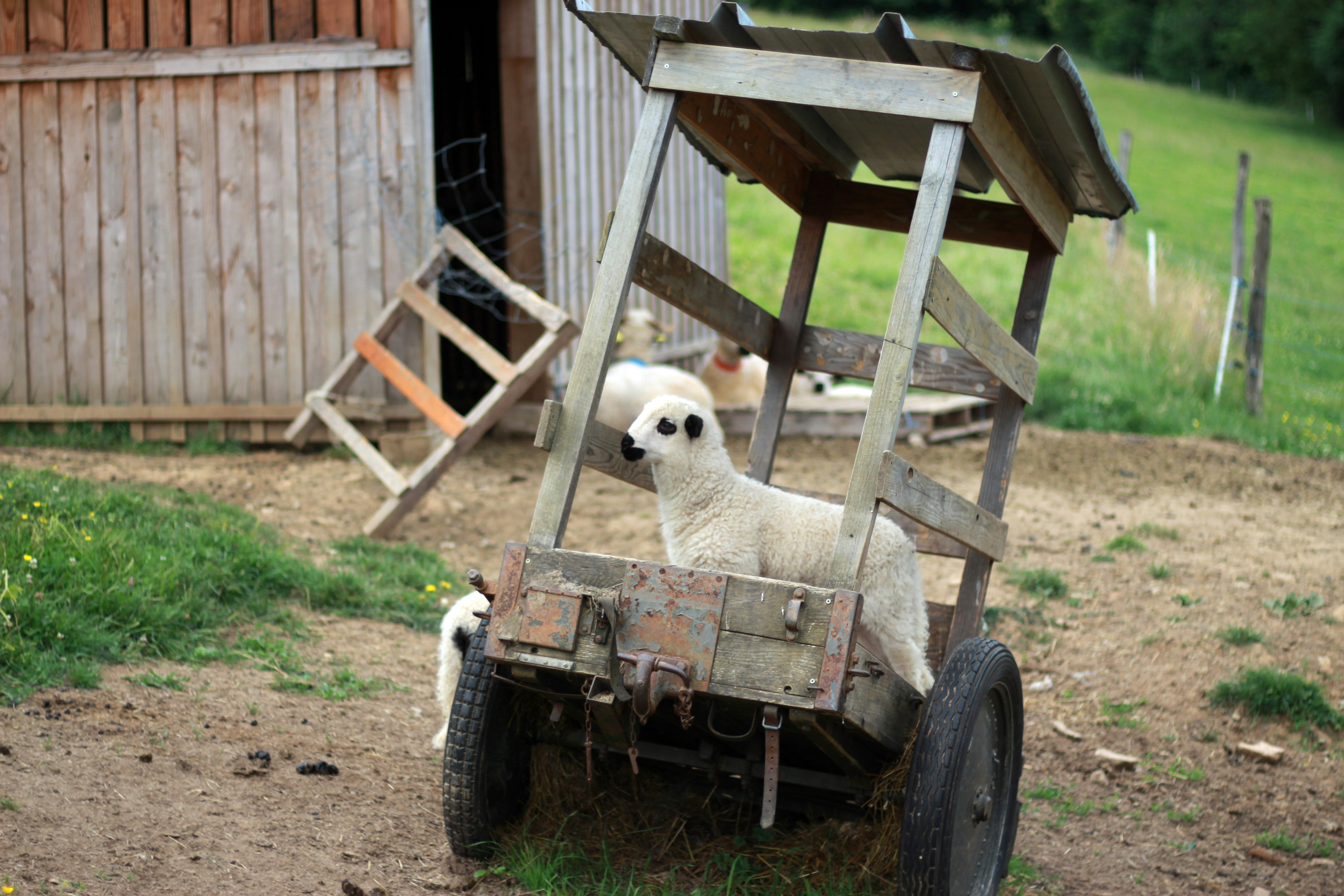Close-up photography of white goat riding on two wheeled utility cart ...