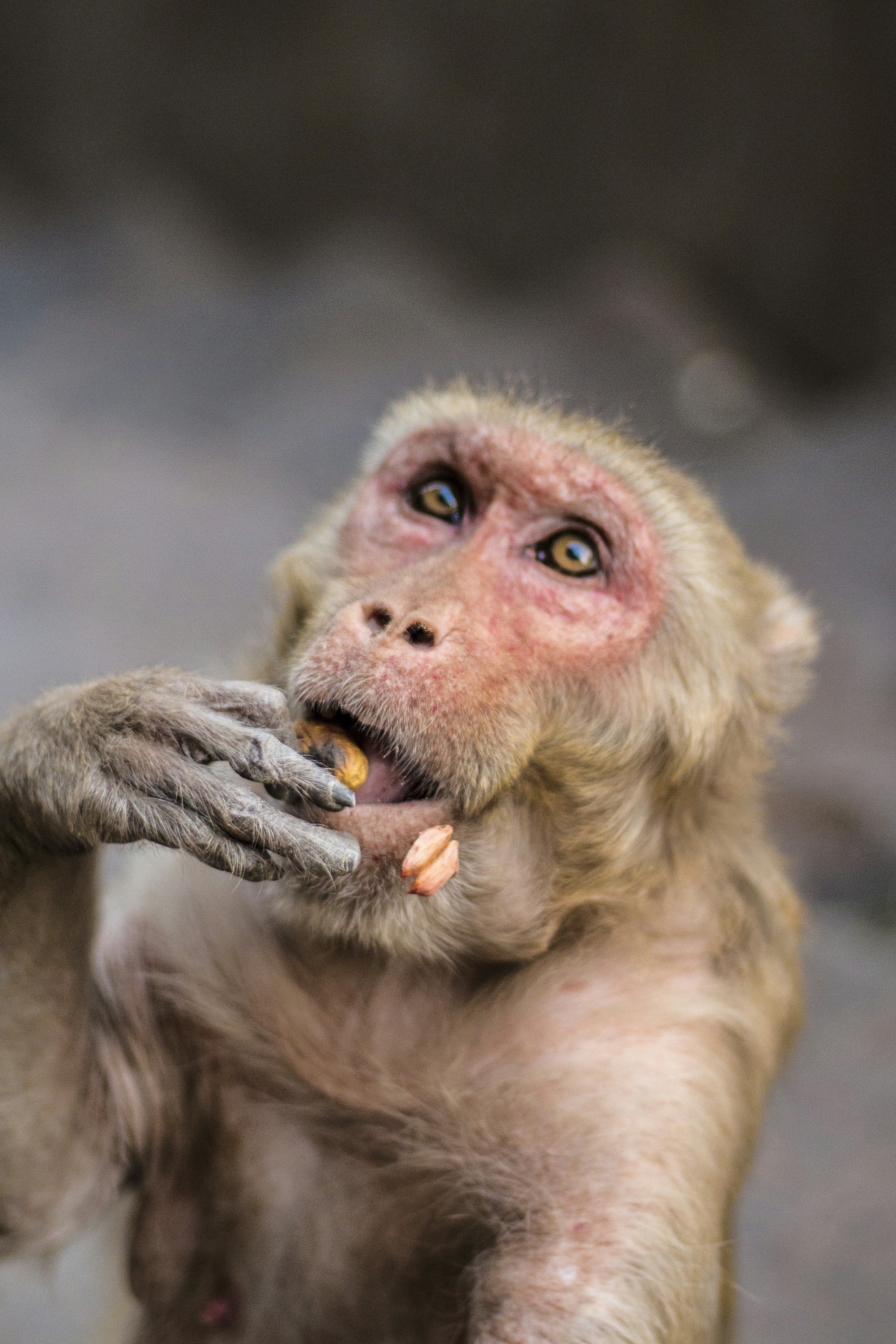Close-up of a monkey savoring a snack, showcasing its expressive face and dexterous hands.