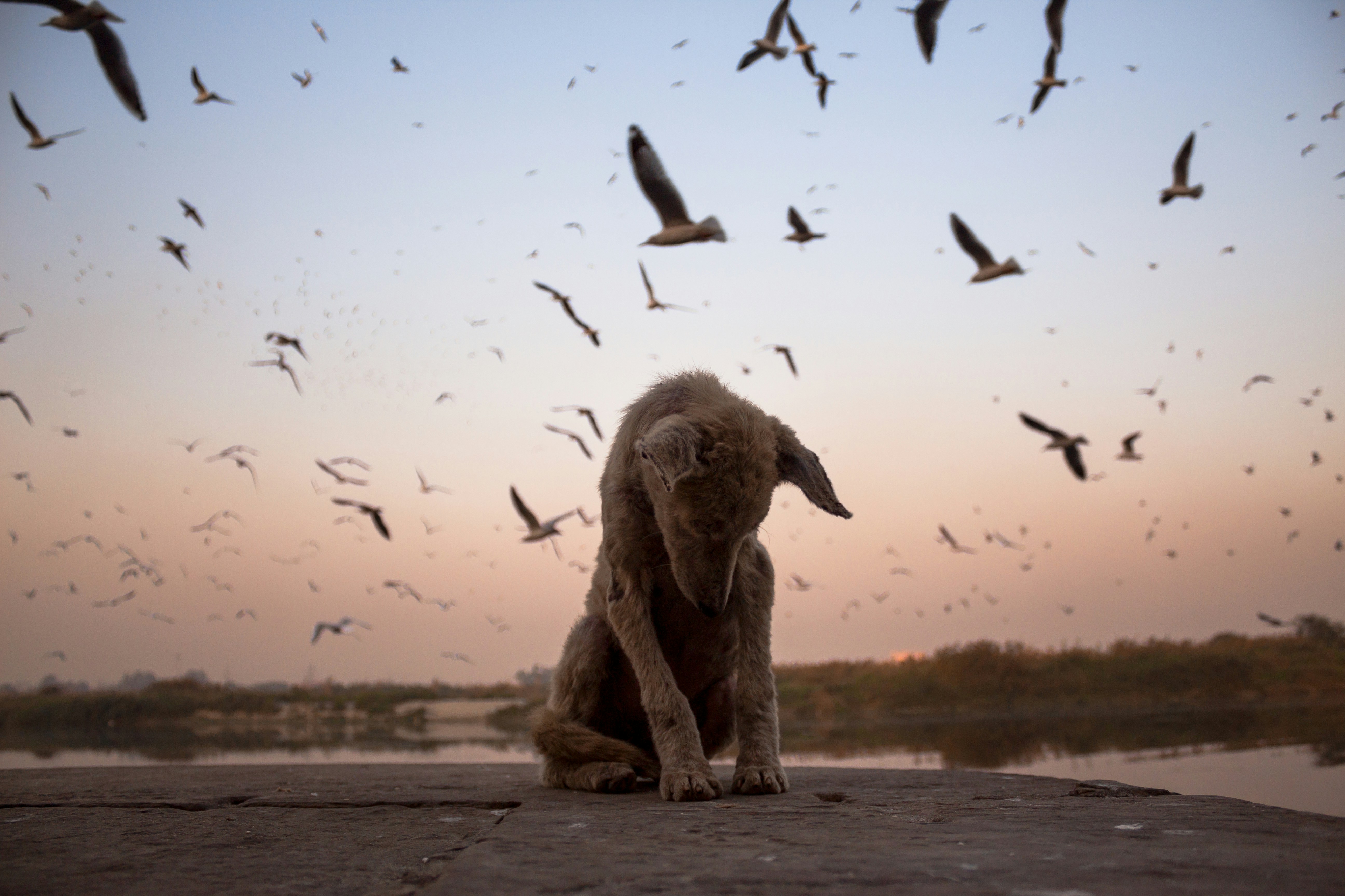 Dockside Reverie: A lone hound beneath a sky of rising gulls