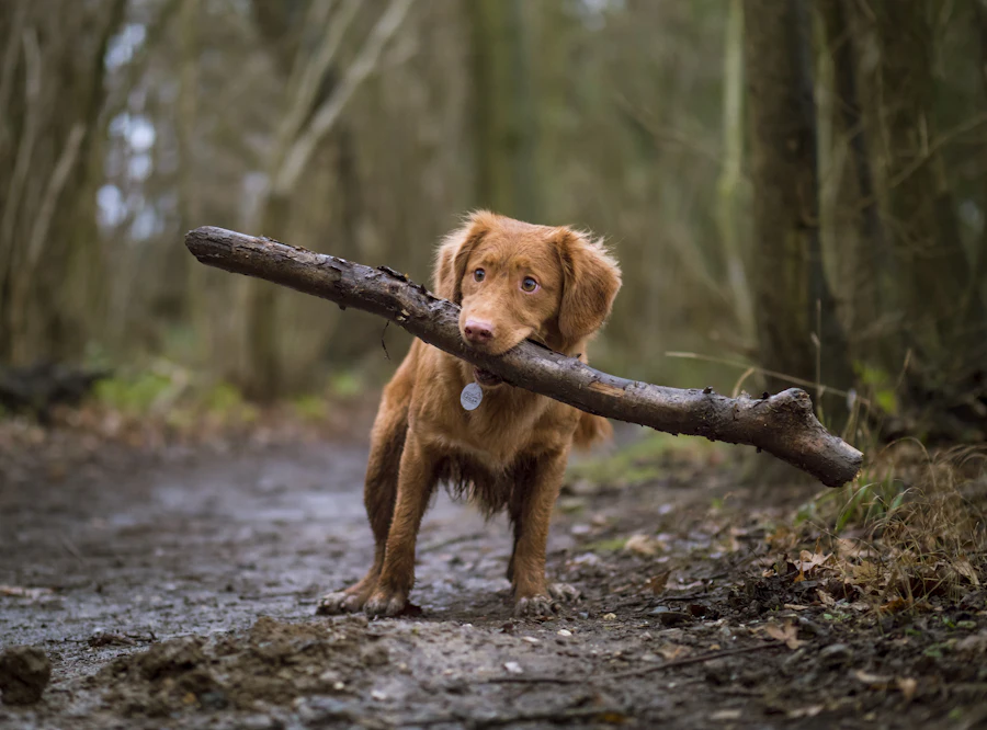 A brown dog stands on a muddy woodland path holding a long branch in its mouth, with a blurred forest background.