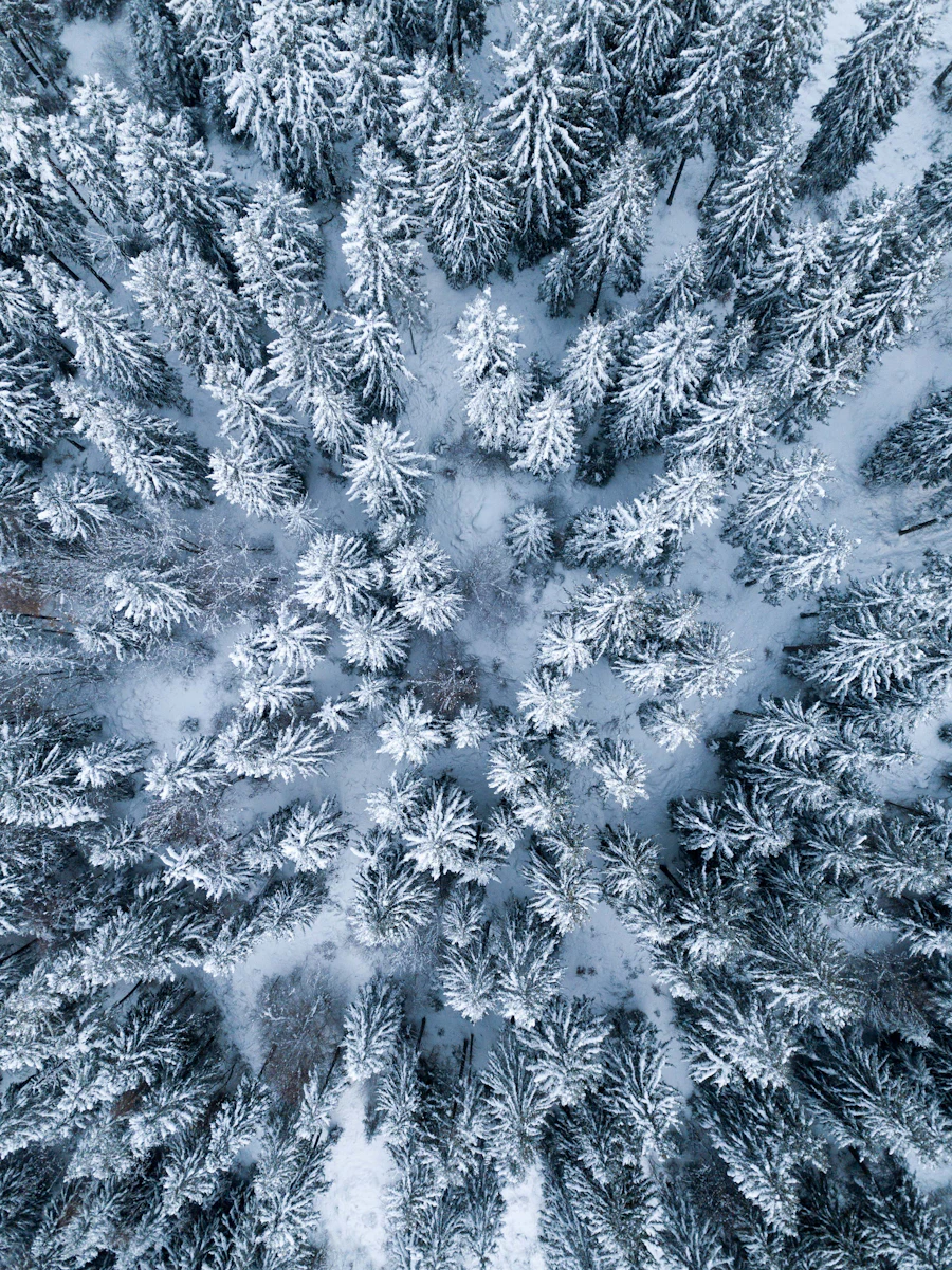 Snow-laden conifers form a dense, atmospheric alpine carpet from an aerial vantage point.