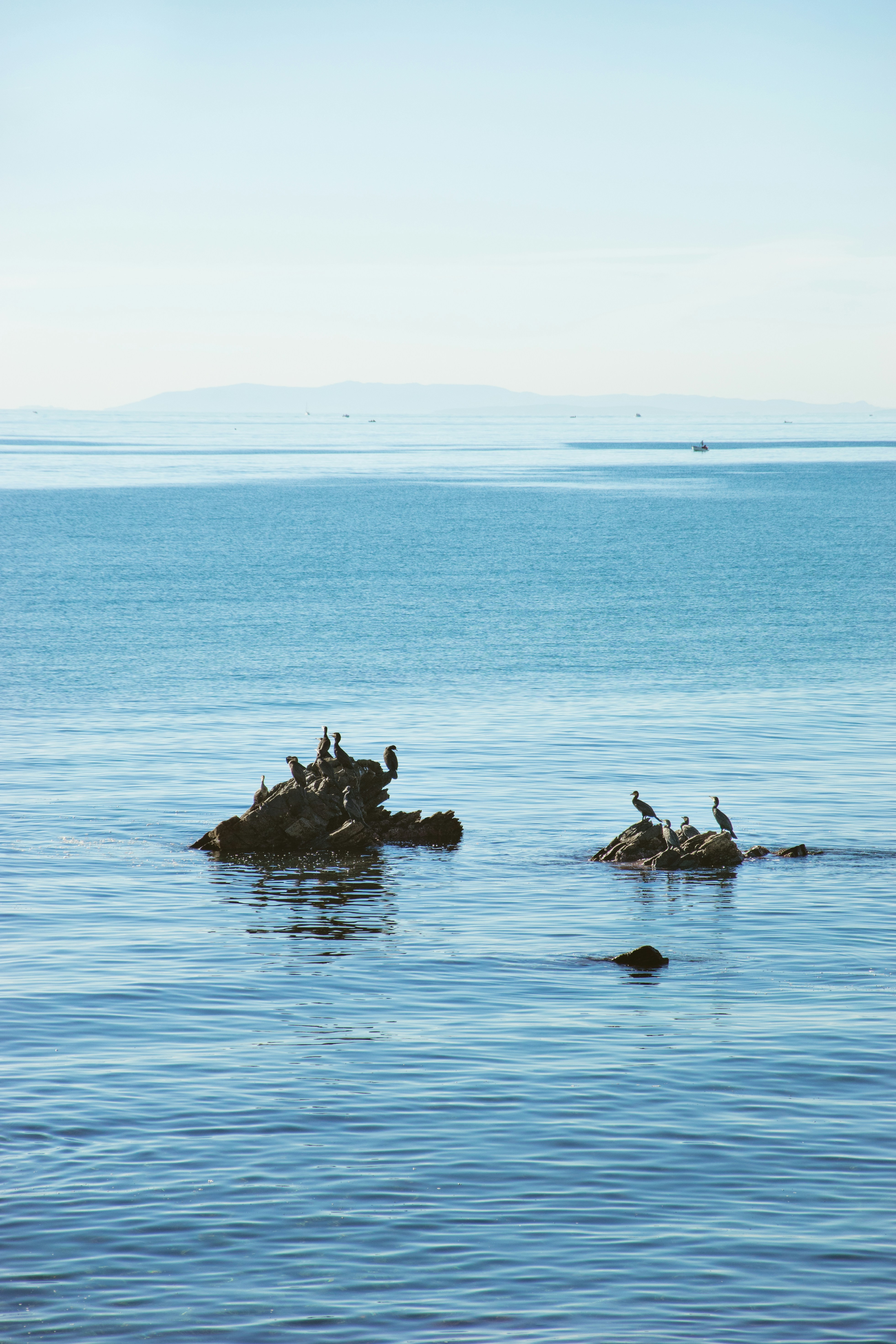 Serene Seabirds on Ocean Outcrop