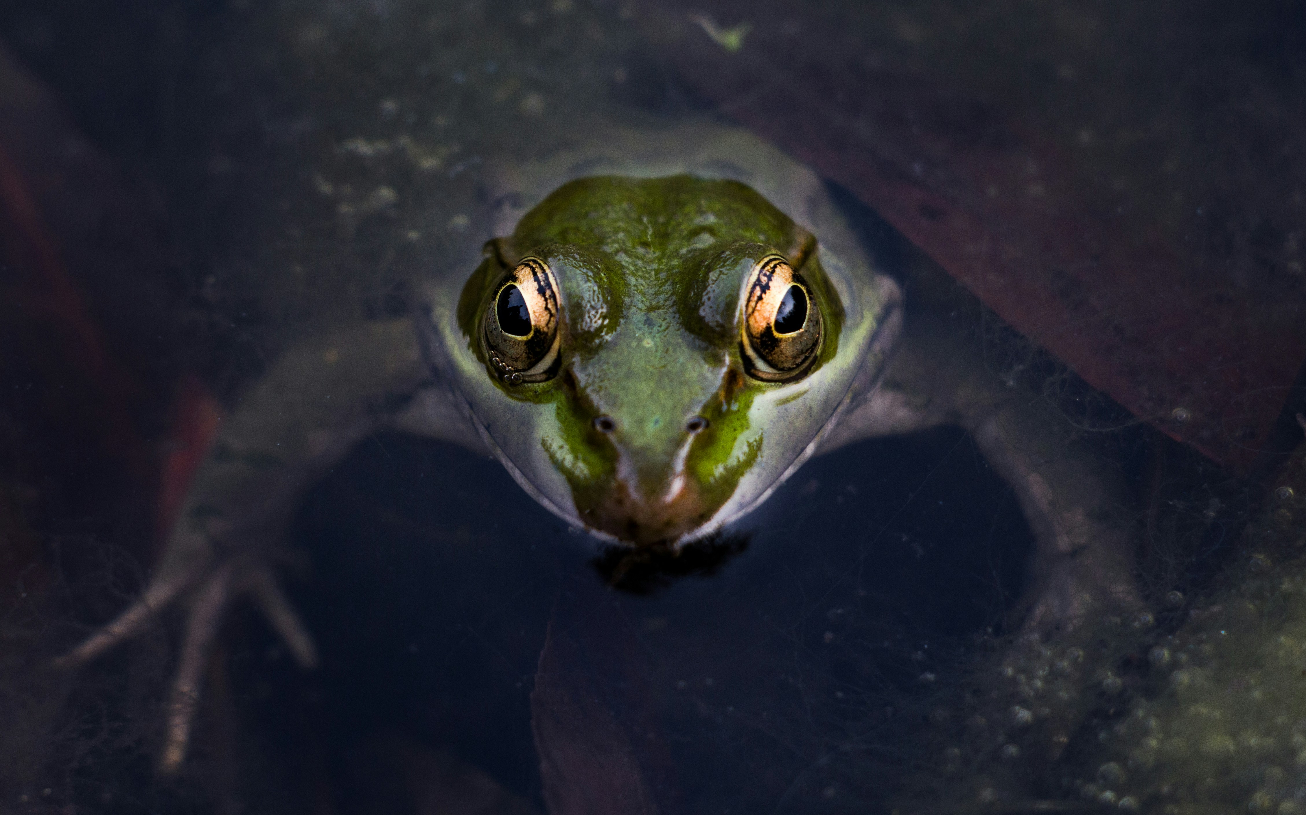 A close-up of a green frog peering out from murky water, surrounded by hints of foliage. The frog's striking eyes and smooth skin are prominently featured.