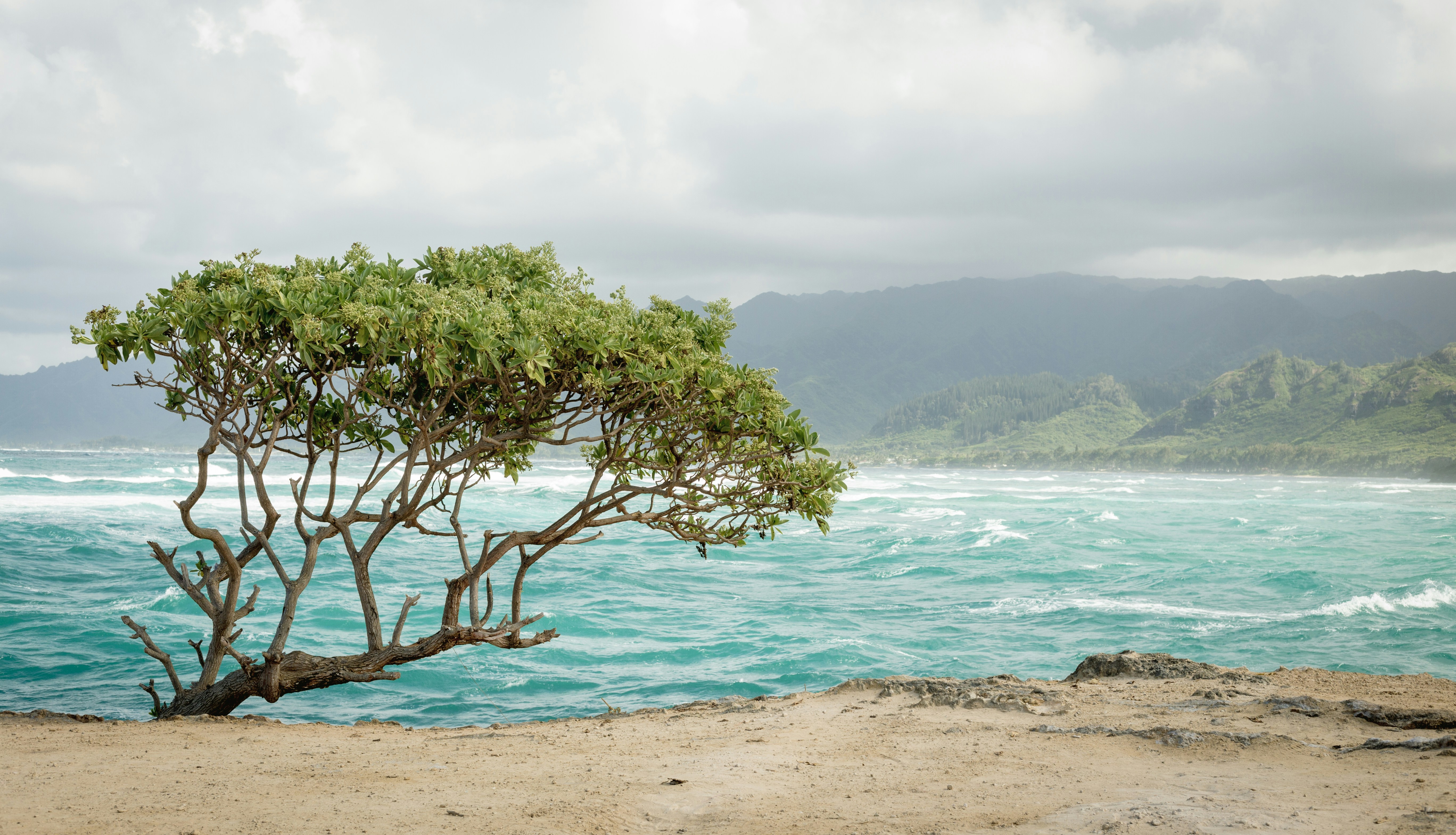 Green tree near seashore photo – Free Lāʻie point state wayside Image ...