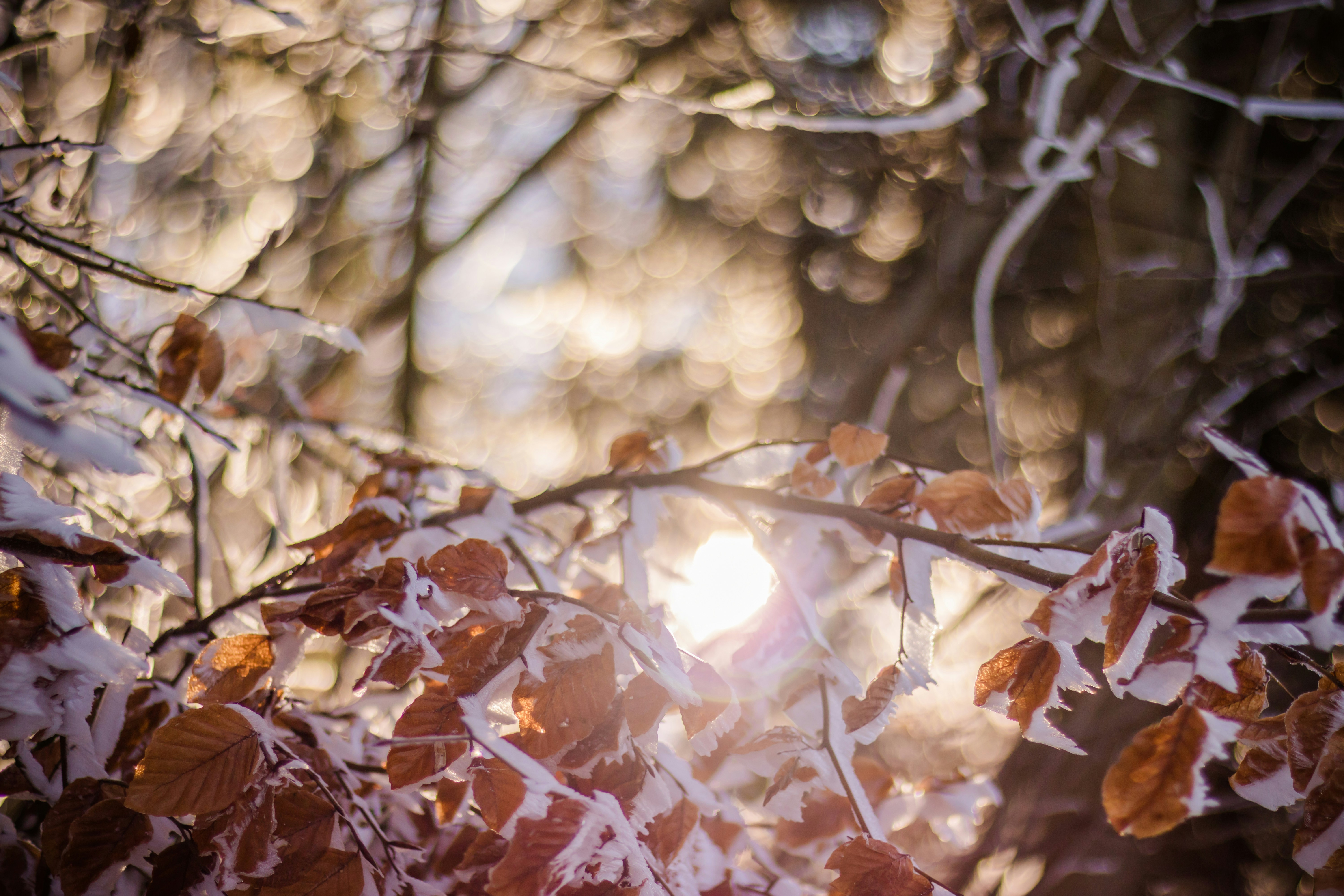 brown leafed tree during daytimeBasil Lade