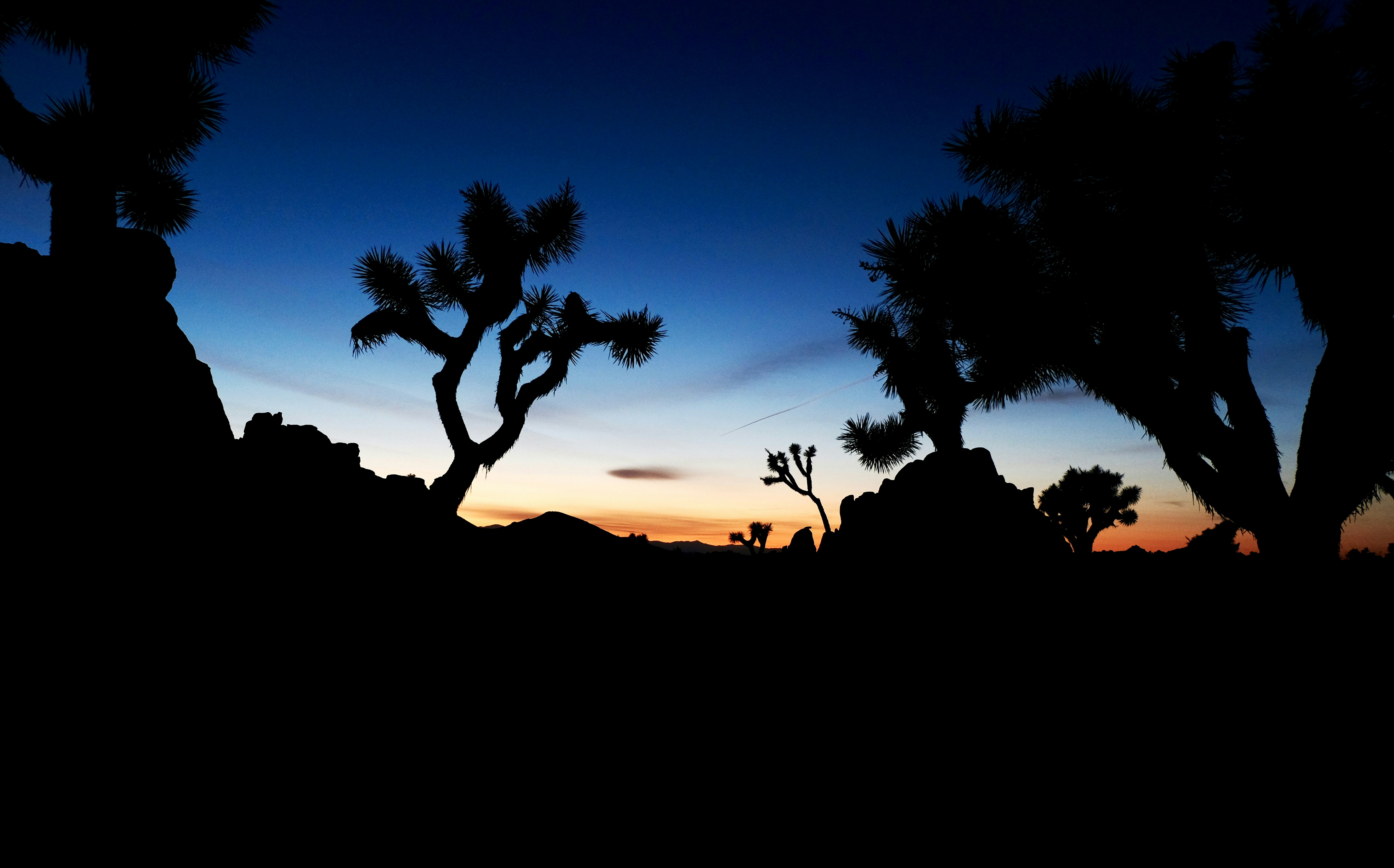 Silueta de árboles bajo cielos azules durante la hora dorada foto ...