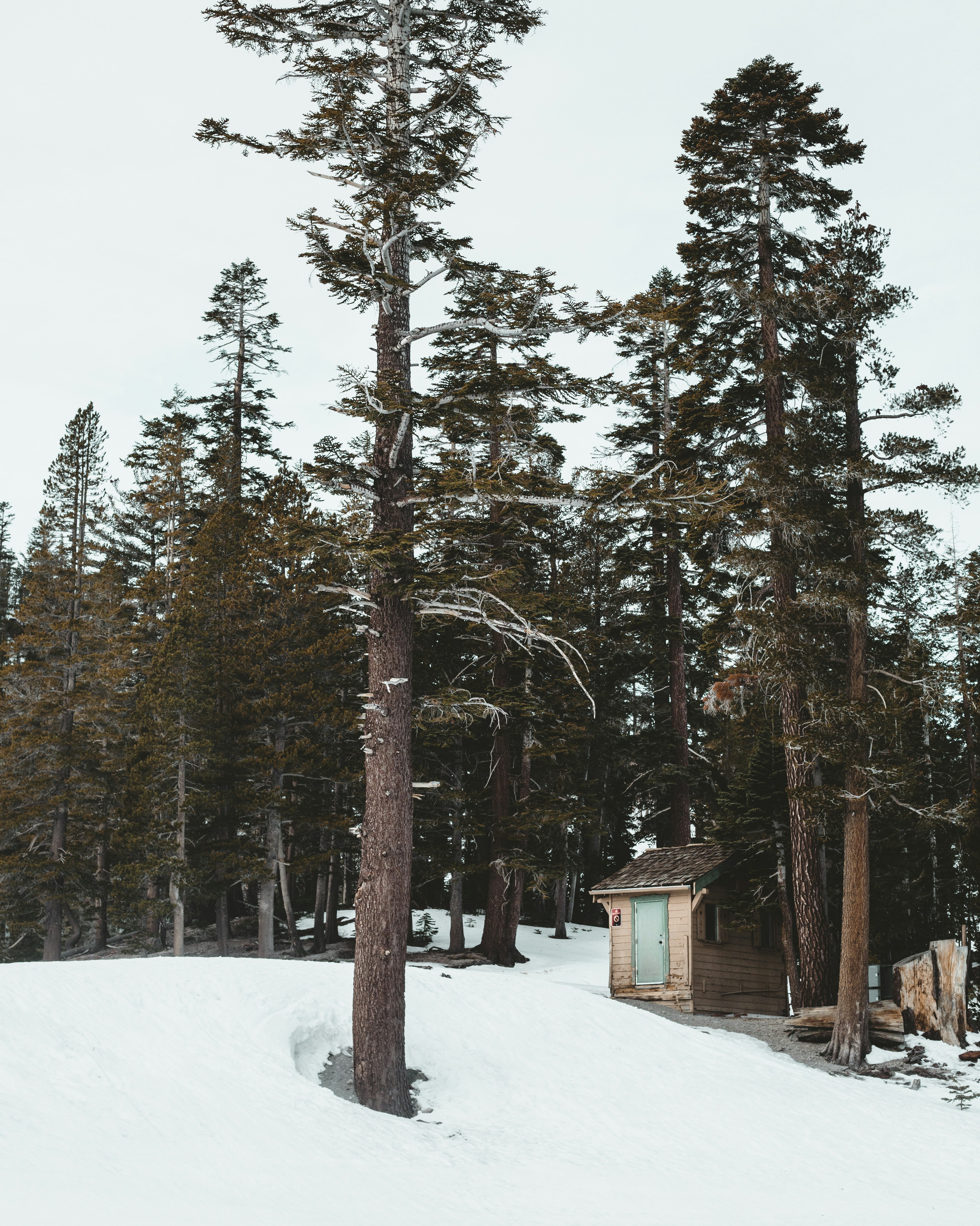 Whispers of Winter: A Cabin Amidst the Pines