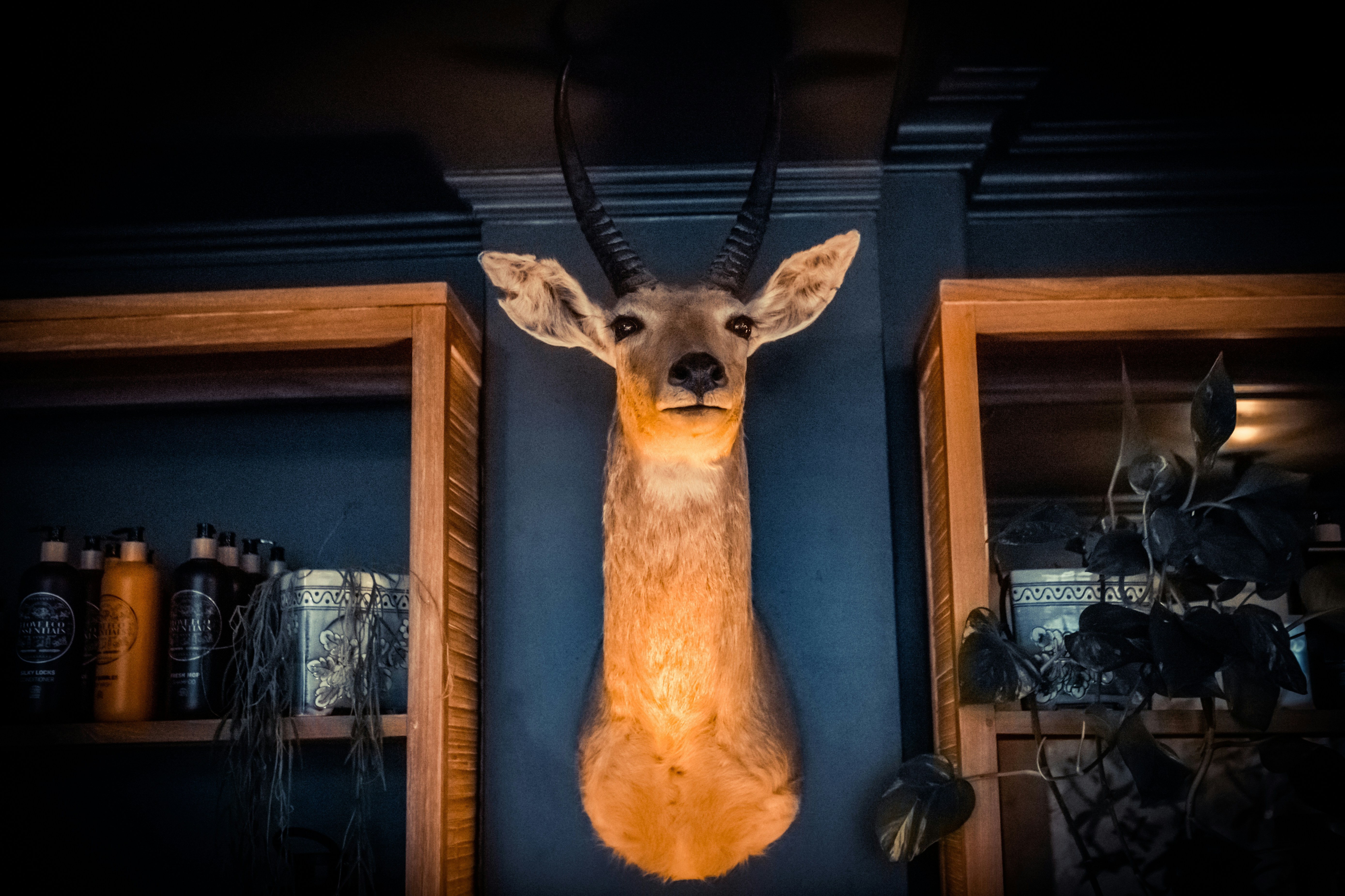 Taxidermy gazelle head mounted on a dark wall, flanked by wooden shelves filled with bottles and plants.