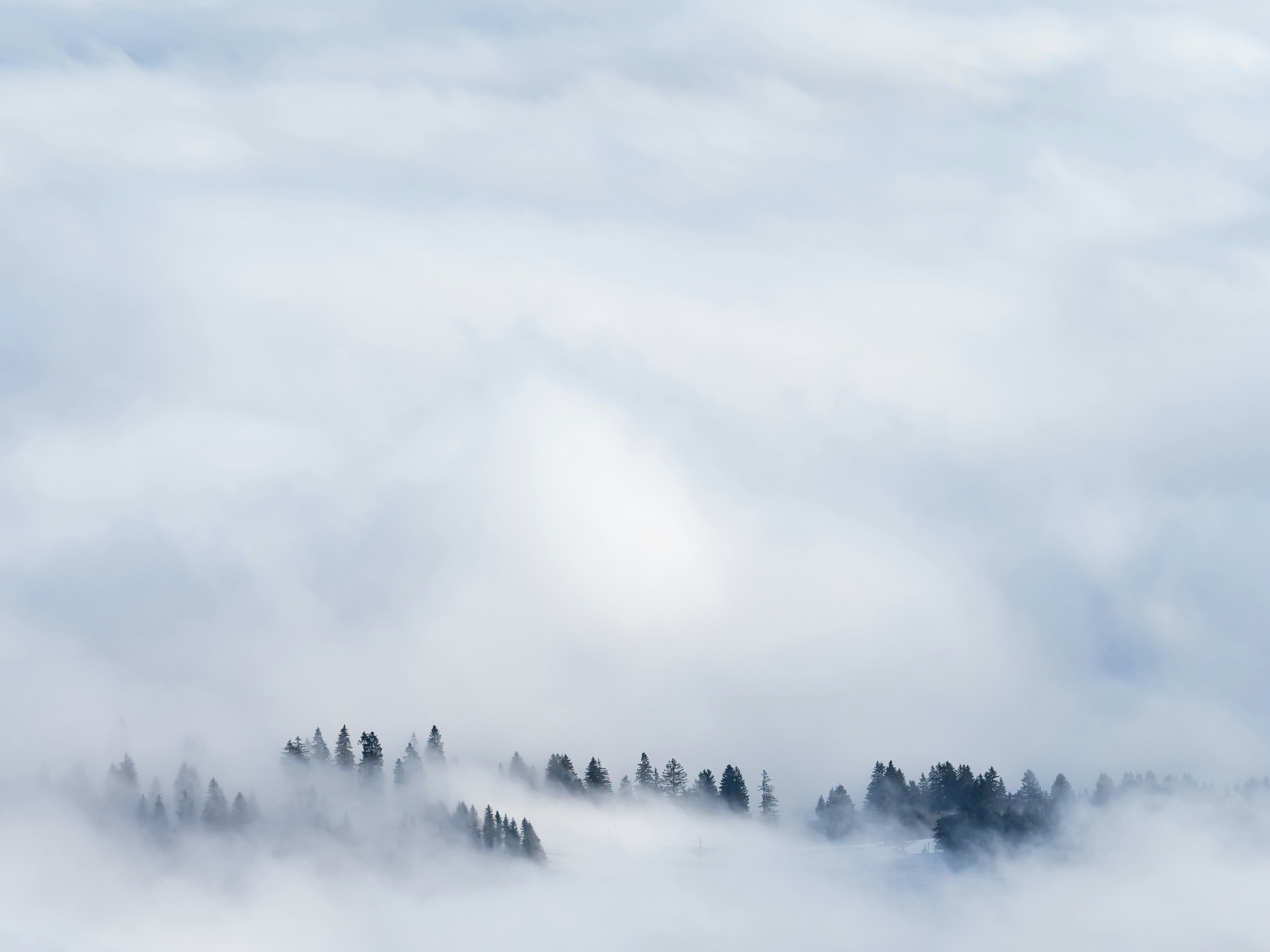 Dense fog enveloping a cluster of pine trees, creating an ethereal landscape. The scene evokes a sense of tranquility and mystery.