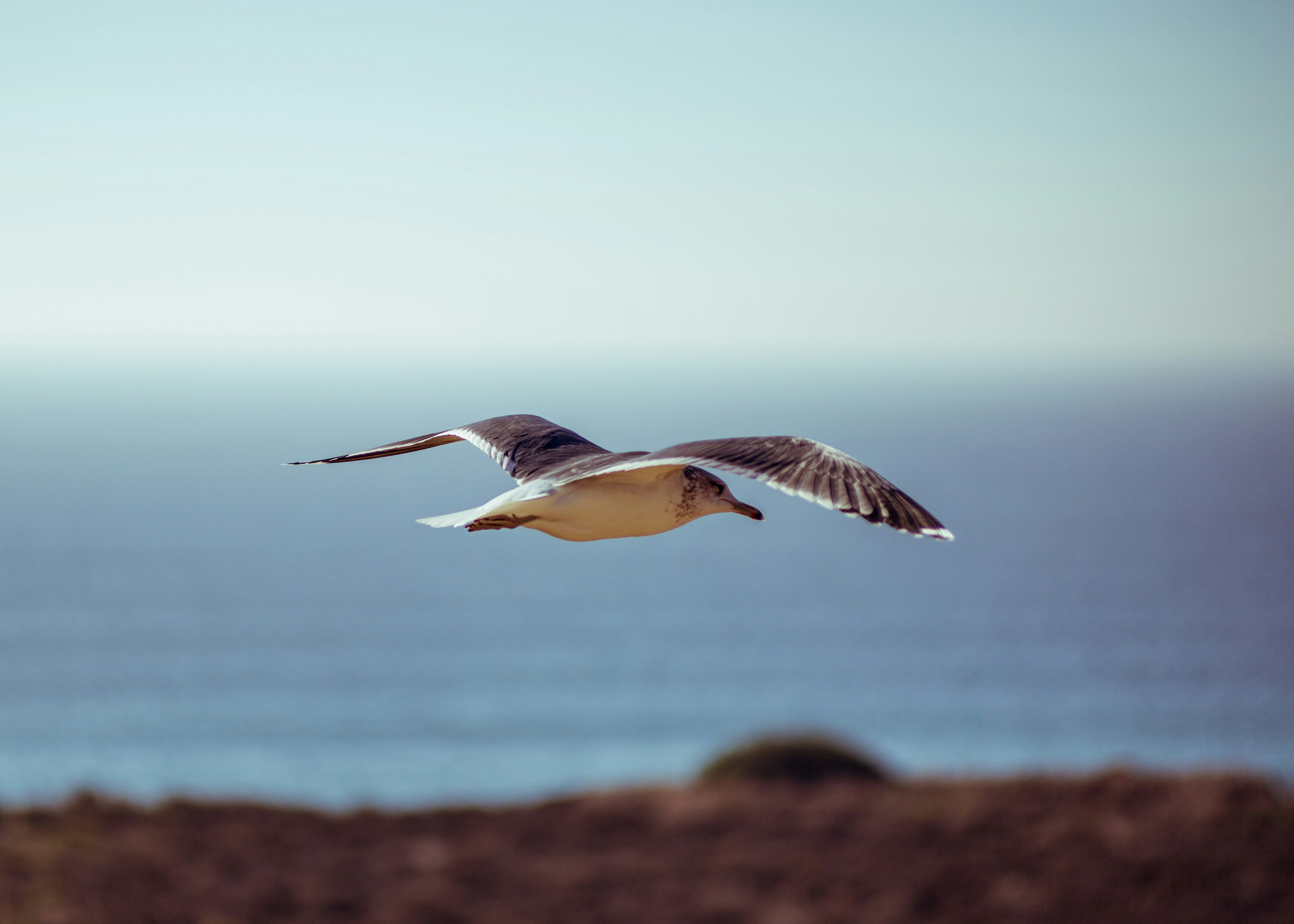 Seagull gliding effortlessly above the ocean, wings outstretched against a backdrop of tranquil blue waters.