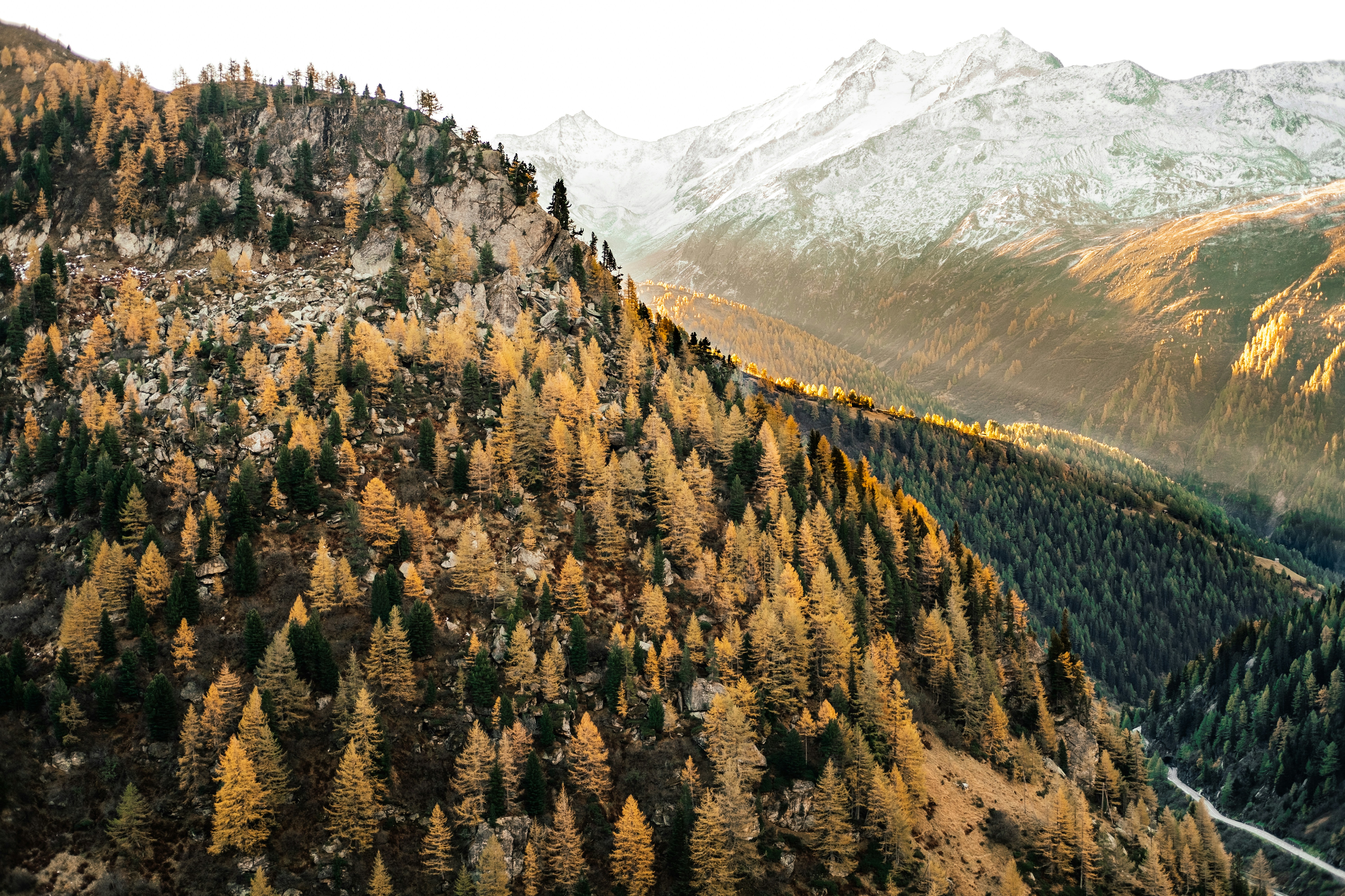 Golden-hued forest slopes leading to snow-capped mountains under soft morning light.
