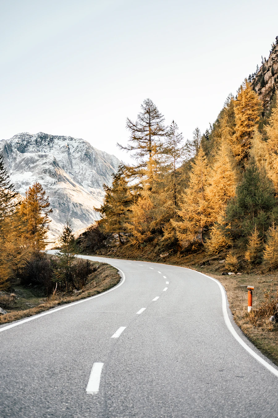 A curving mountain road leads through golden larch trees toward snow-dusted peaks under a pale sky.