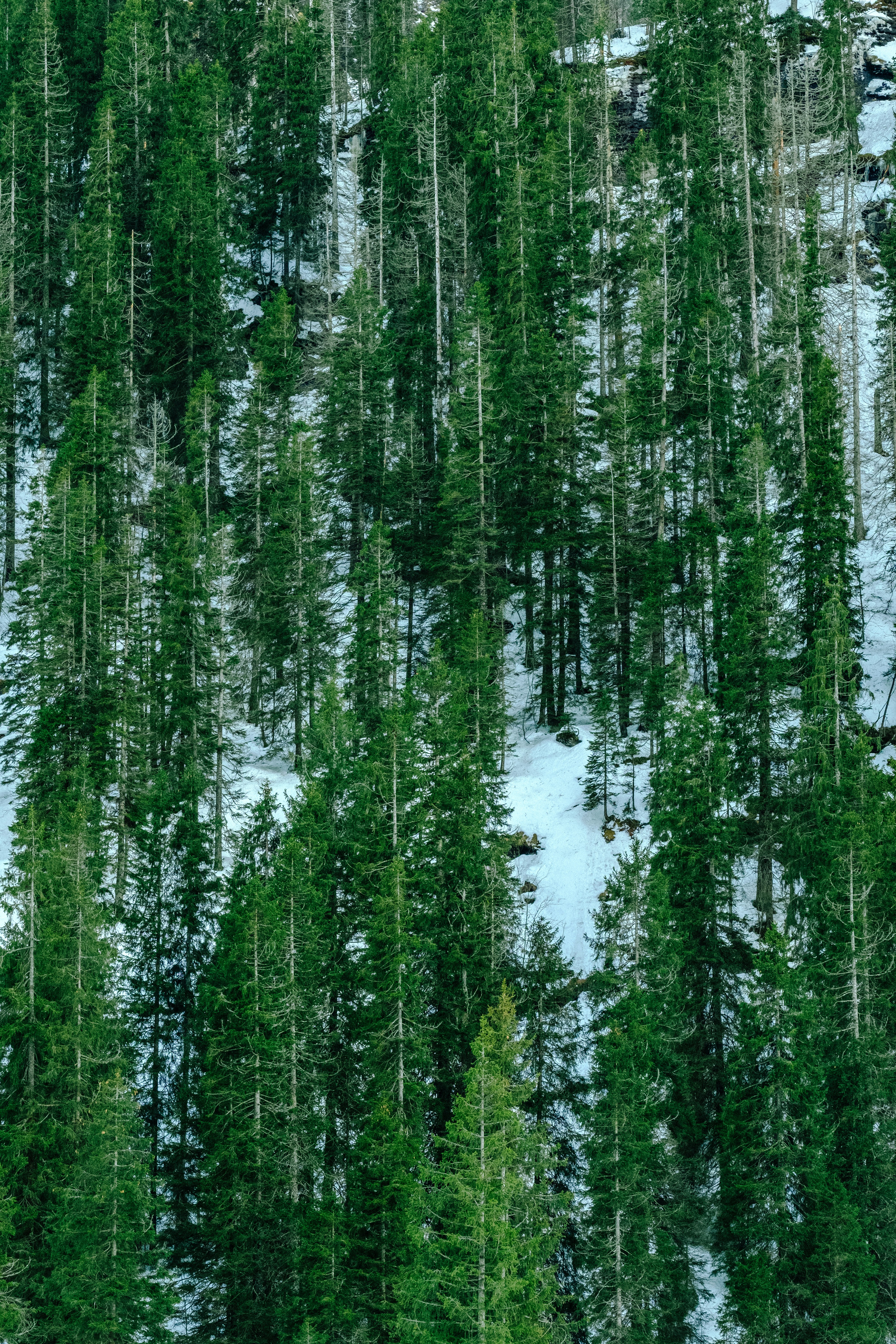 Winter Between Pines: Snow-veiled Forest in a Narrow Vertical Frame
