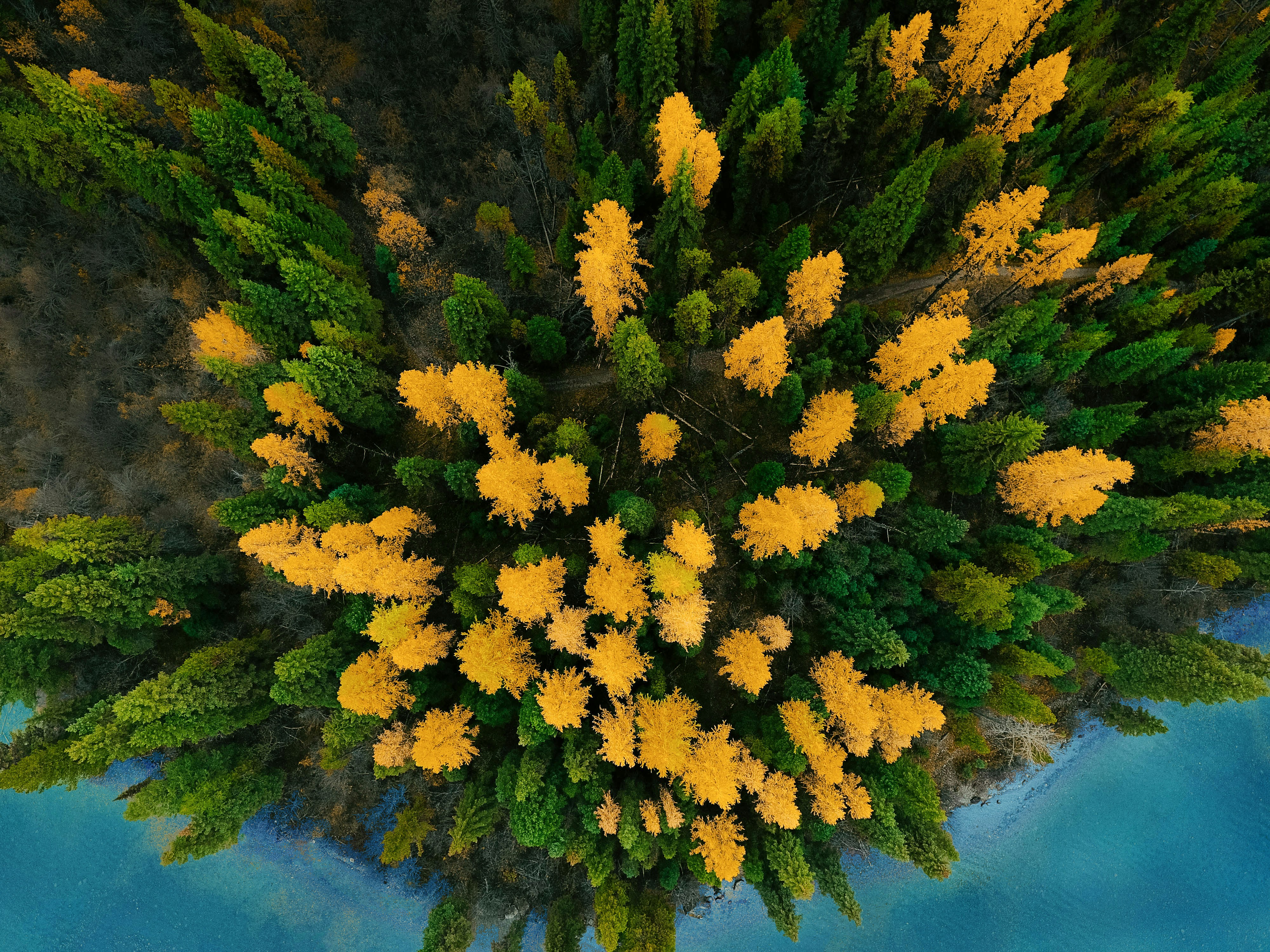 Bird's-eye view of green and yellow leafed trees photo – Free Tree ...