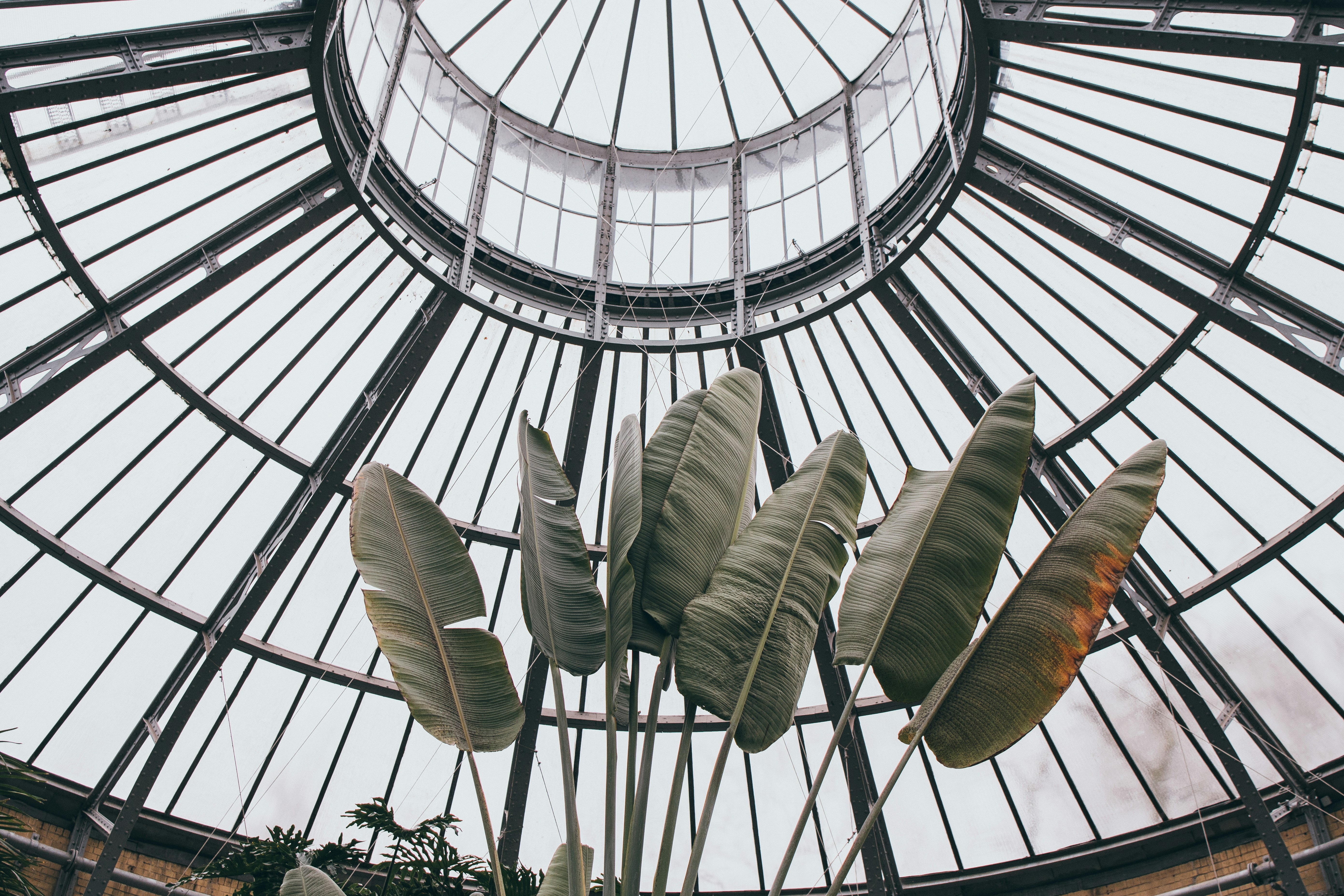 Green banana plant photo – Free Green Image on Unsplash