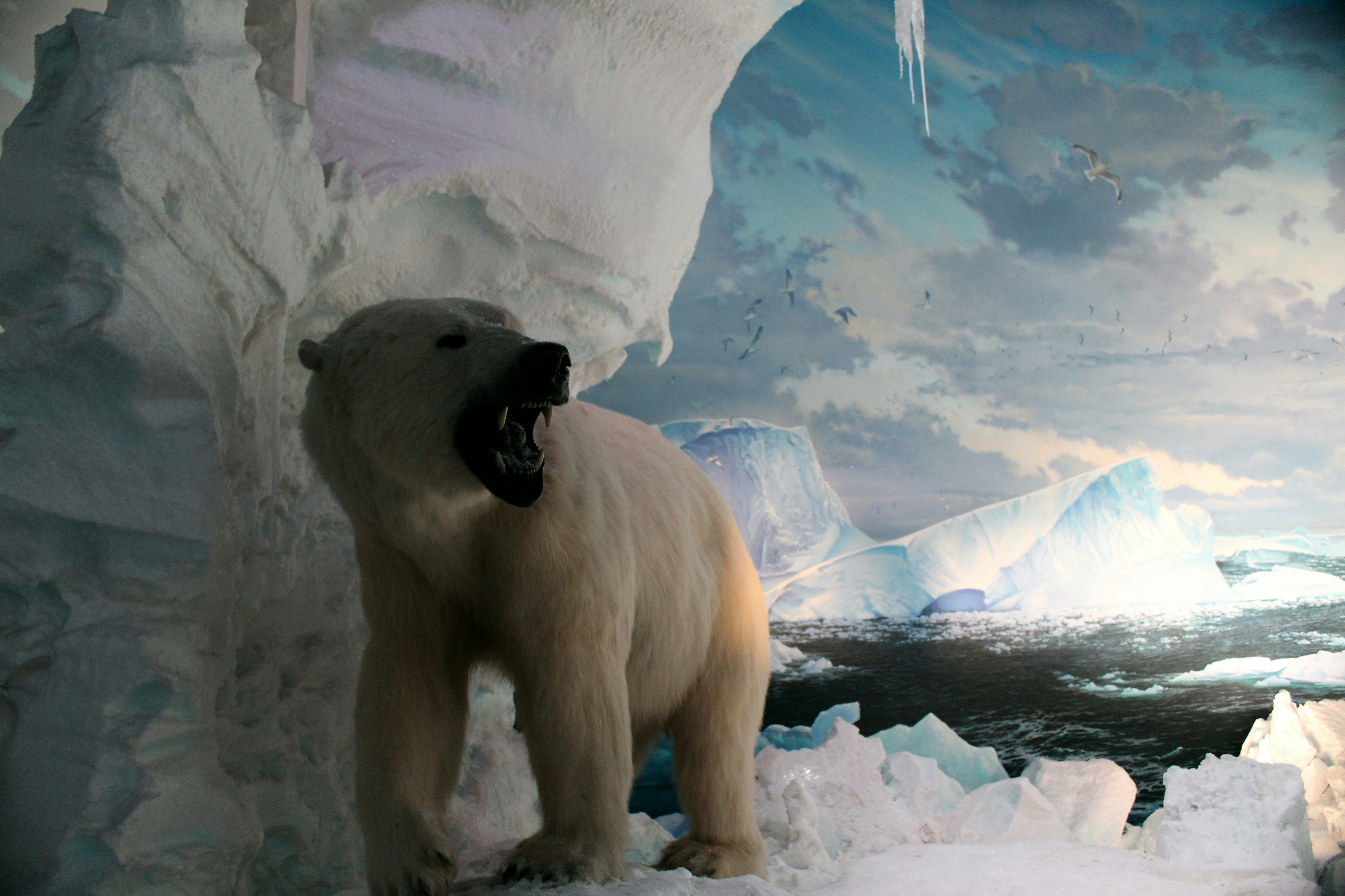 Examining Polar Noise Pollution: Balancing Wildlife Protection and ...