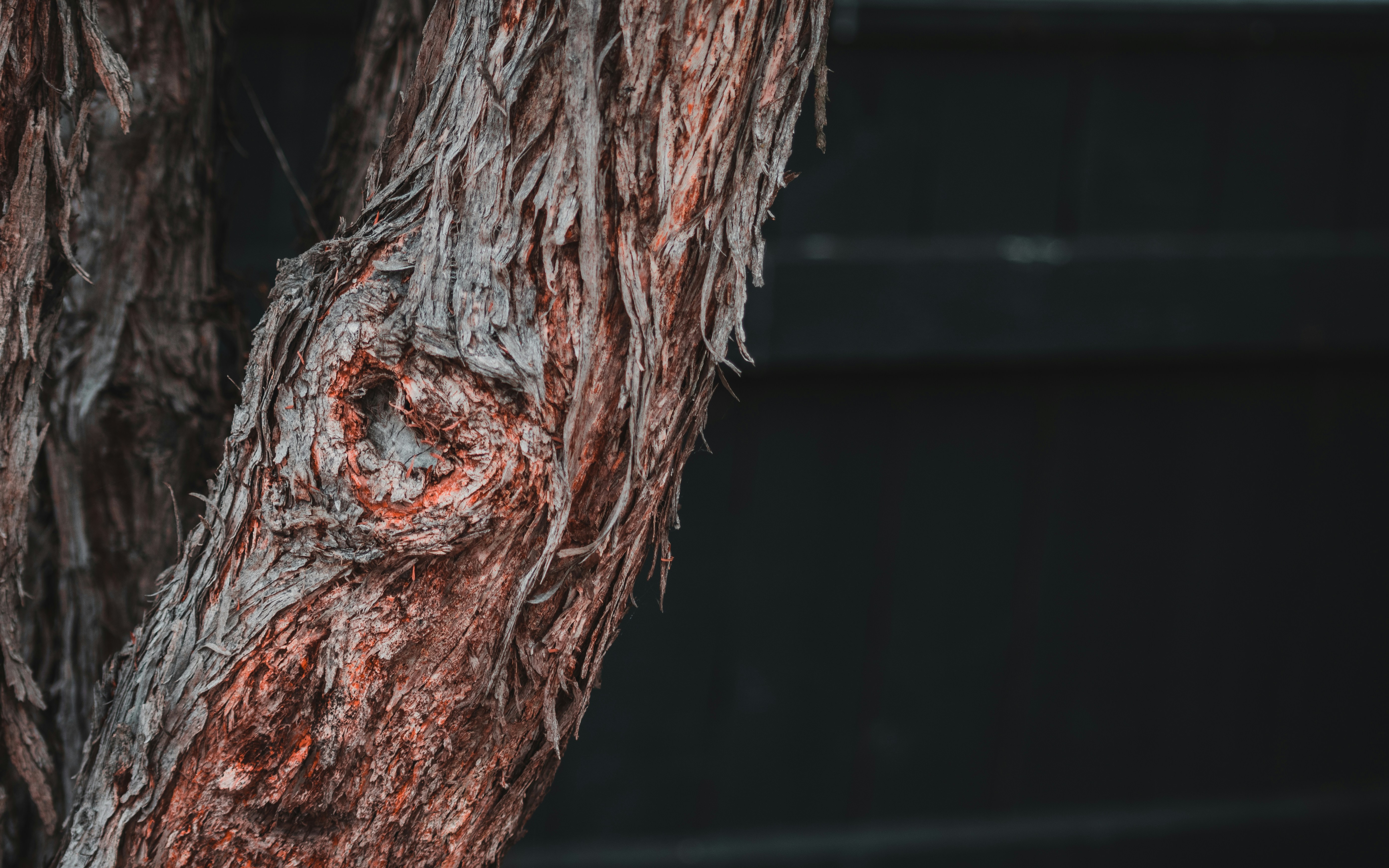 Manuka Pictures | Download Free Images on Unsplash