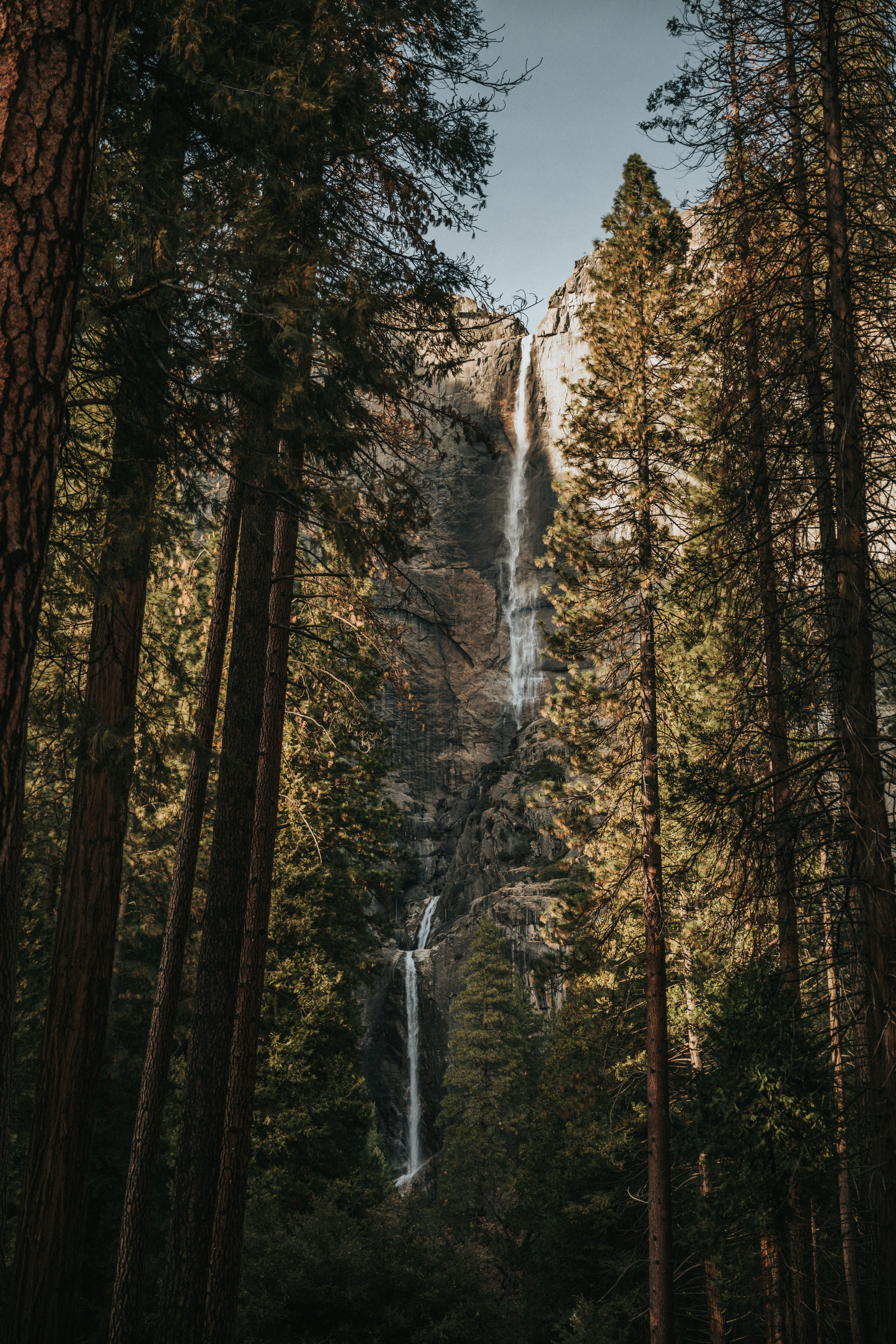 Low-angle photography of trees near waterfall at daytime photo – Free ...
