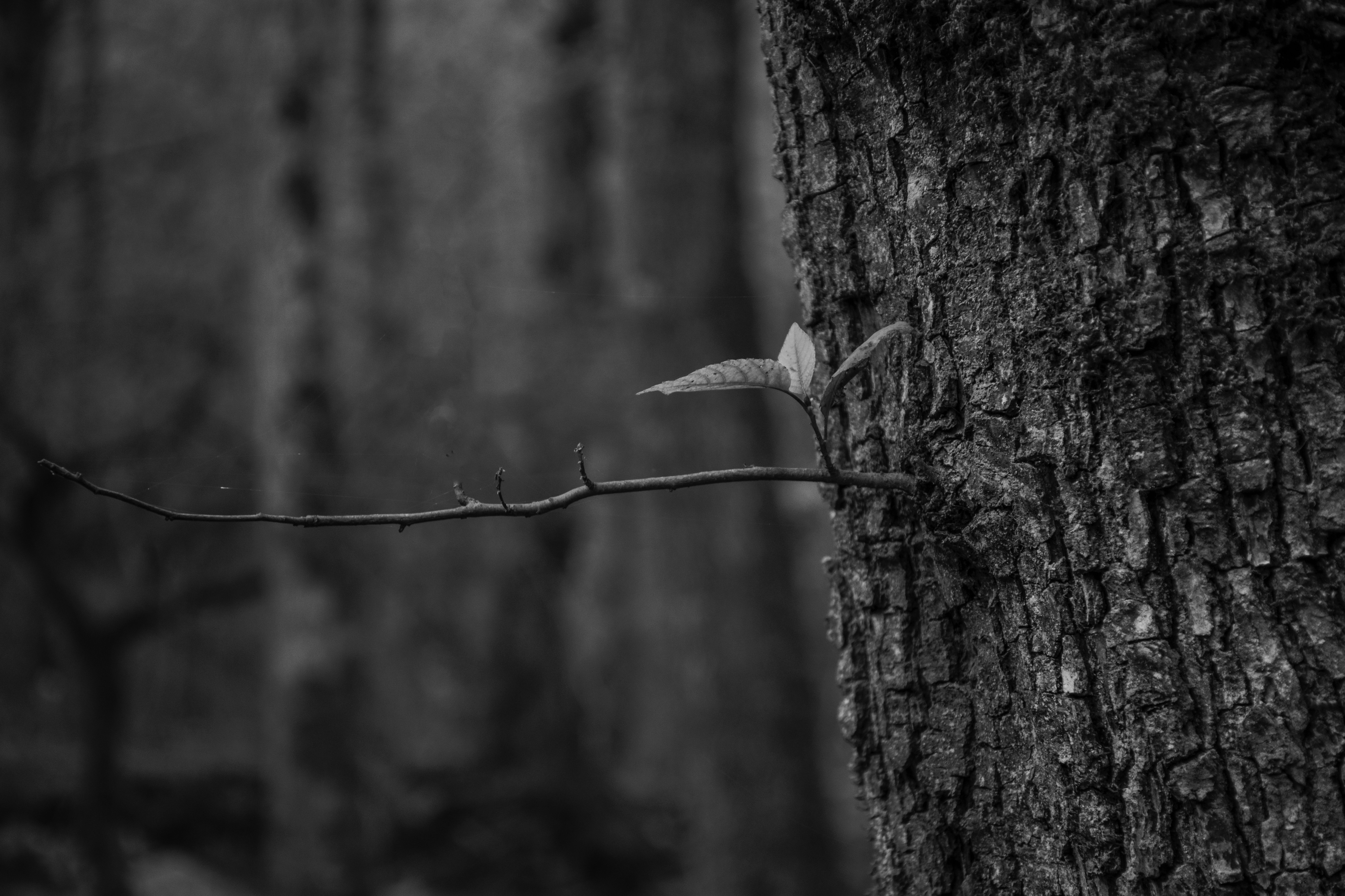 grayscale photography of tree with branch