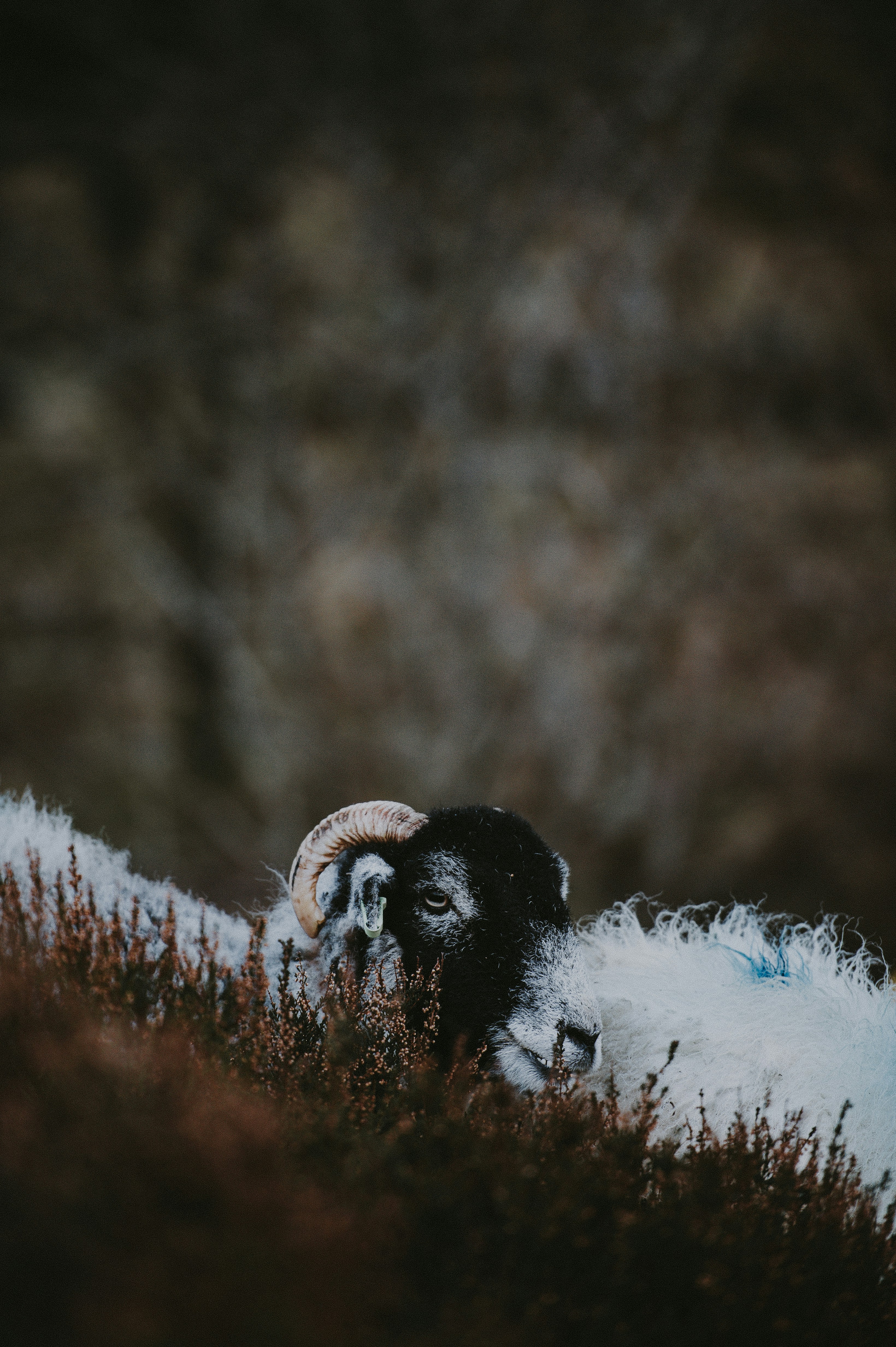 A close-up of a sheep nestled among heather, showcasing its distinctive black face and curled horns. The soft textures of its wool contrast with the earthy tones of the landscape.