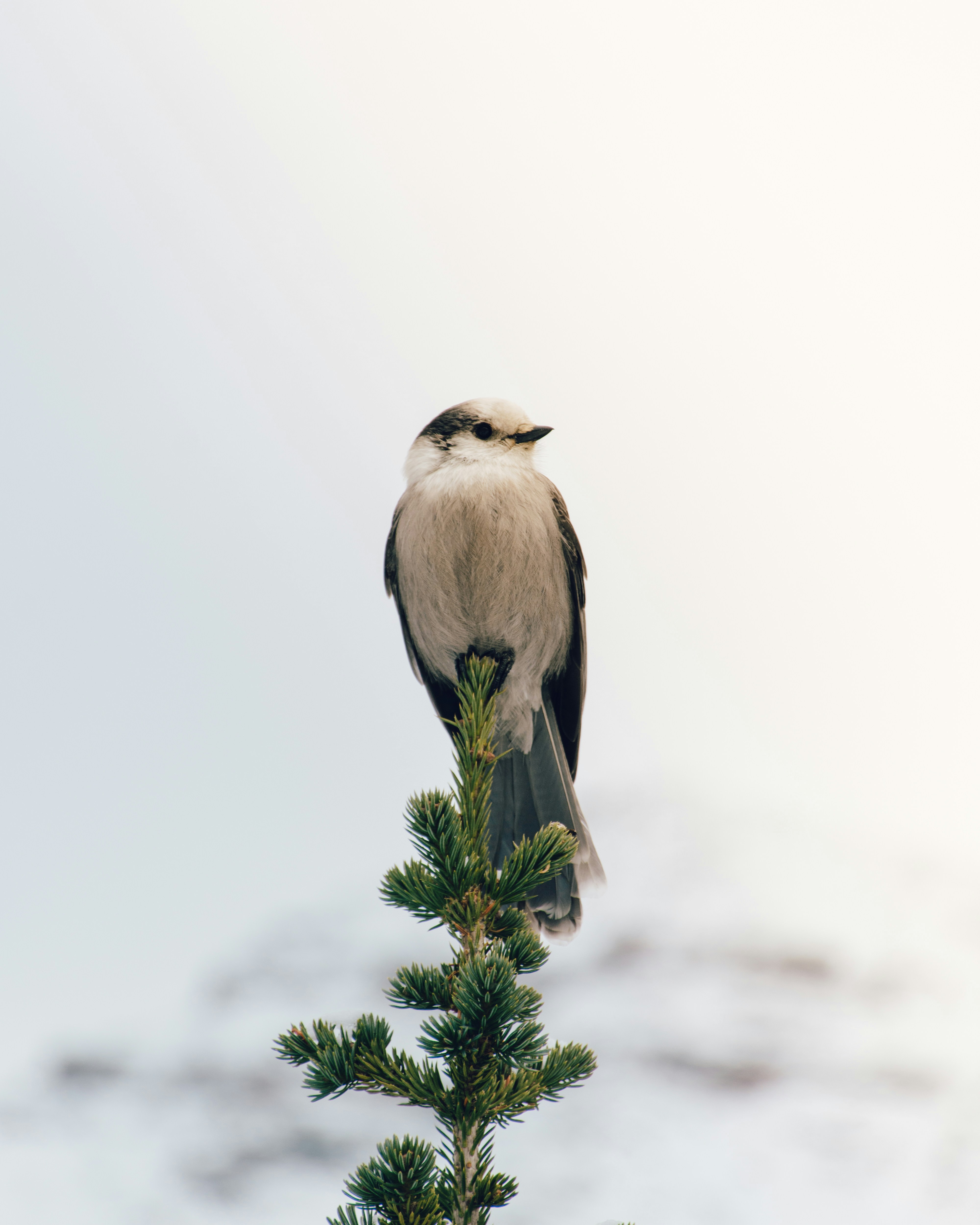 Gray and white bird perched atop a spruce branch against a soft sky background.