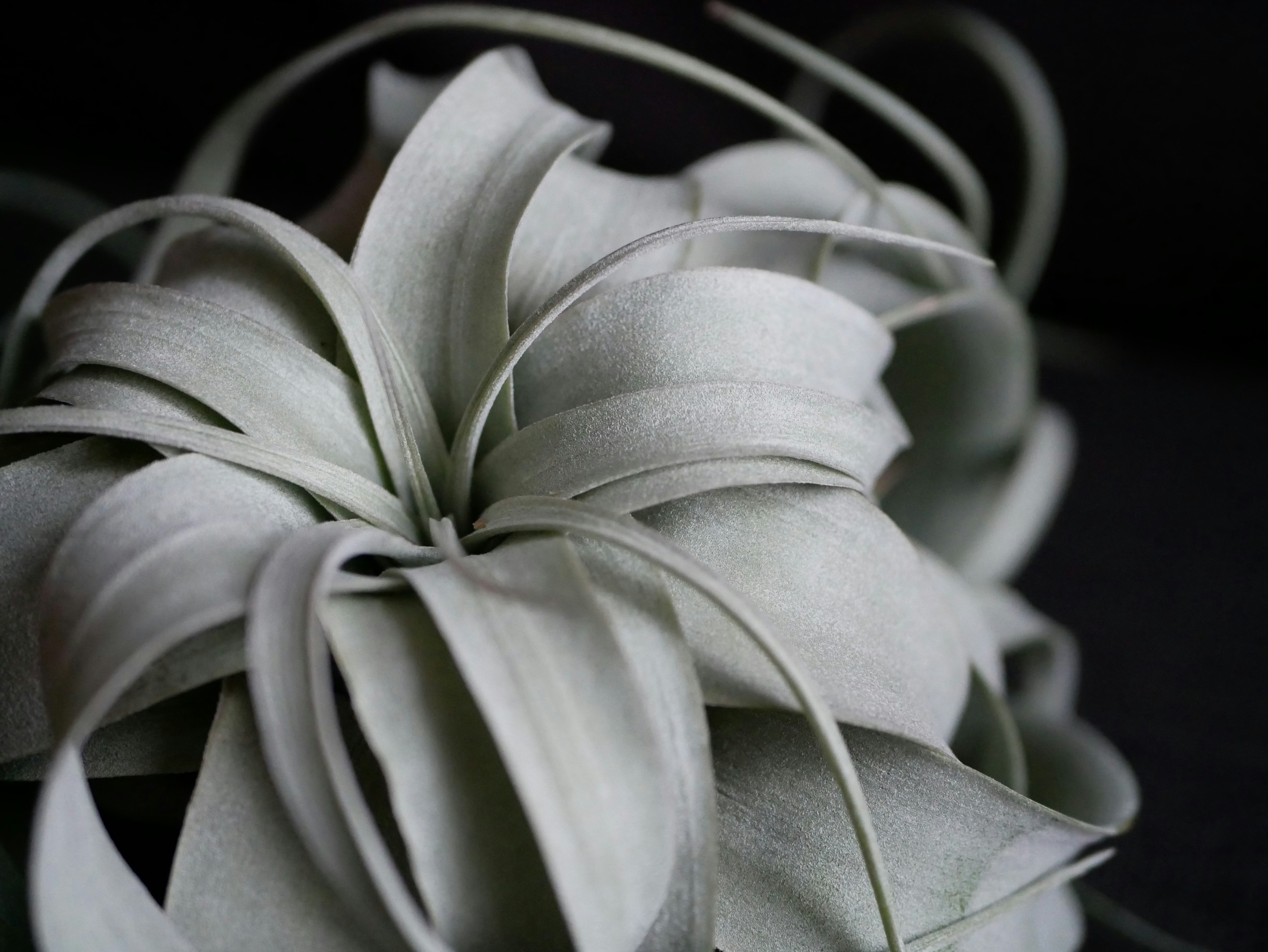 Close-up of a silvery air plant showcasing intricate leaf patterns and textures against a dark background.