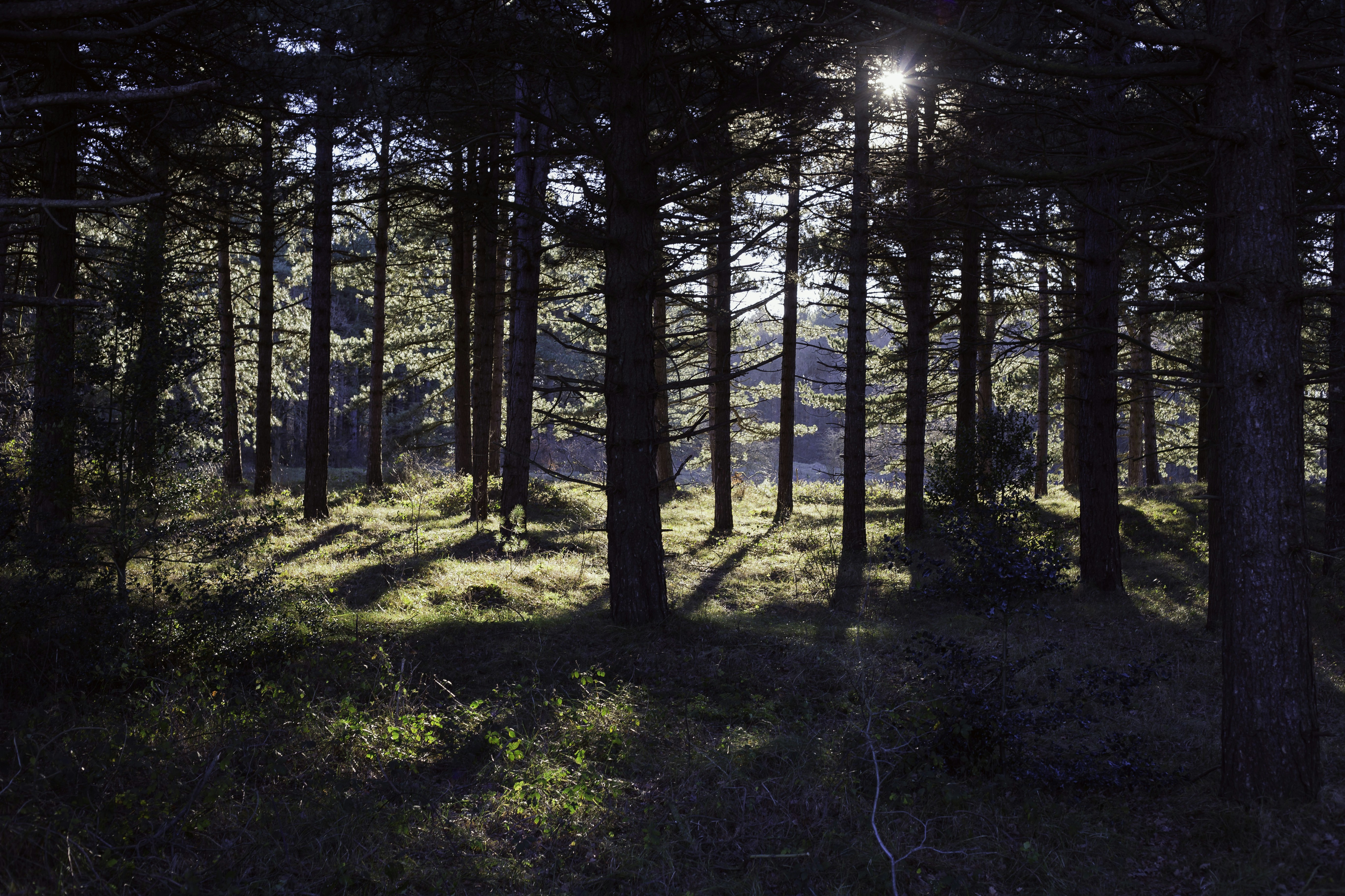 Green pine trees in the forest photo – Free Egmond-binnen Image on Unsplash