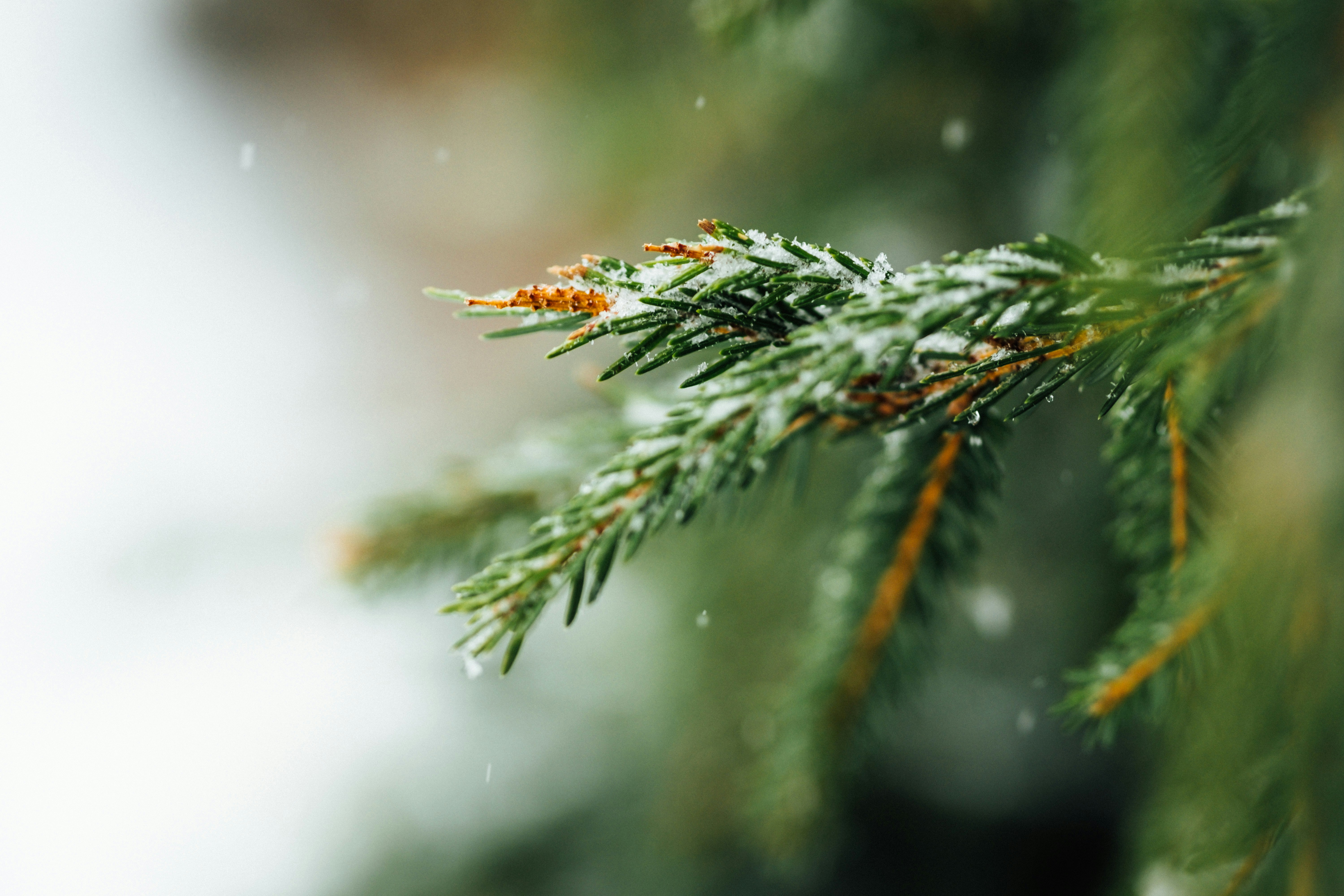 Snow-dusted evergreen branch with delicate needles in soft focus.