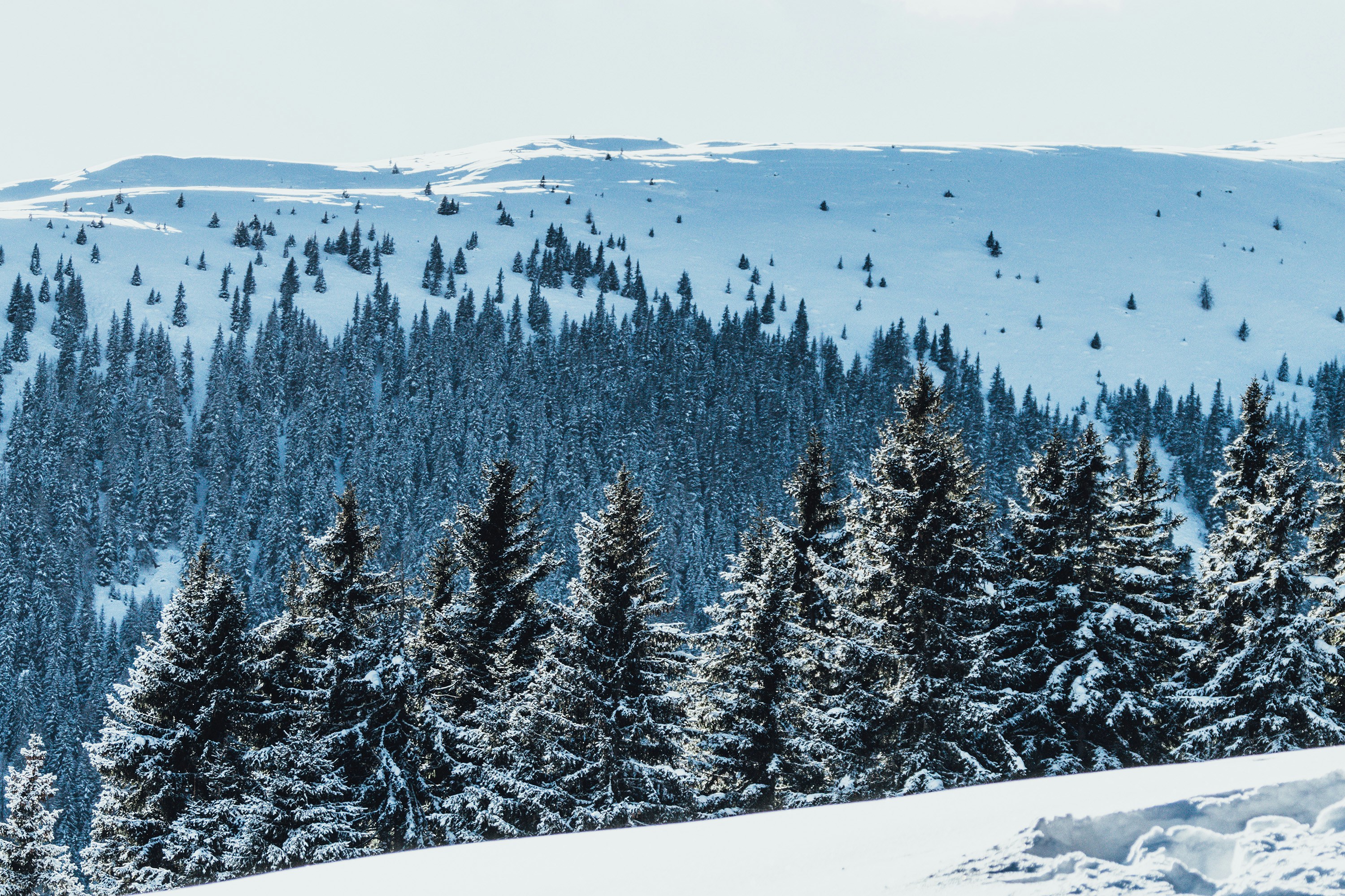 Snow-covered evergreens stand before a pristine, white-capped mountain under a clear blue sky.