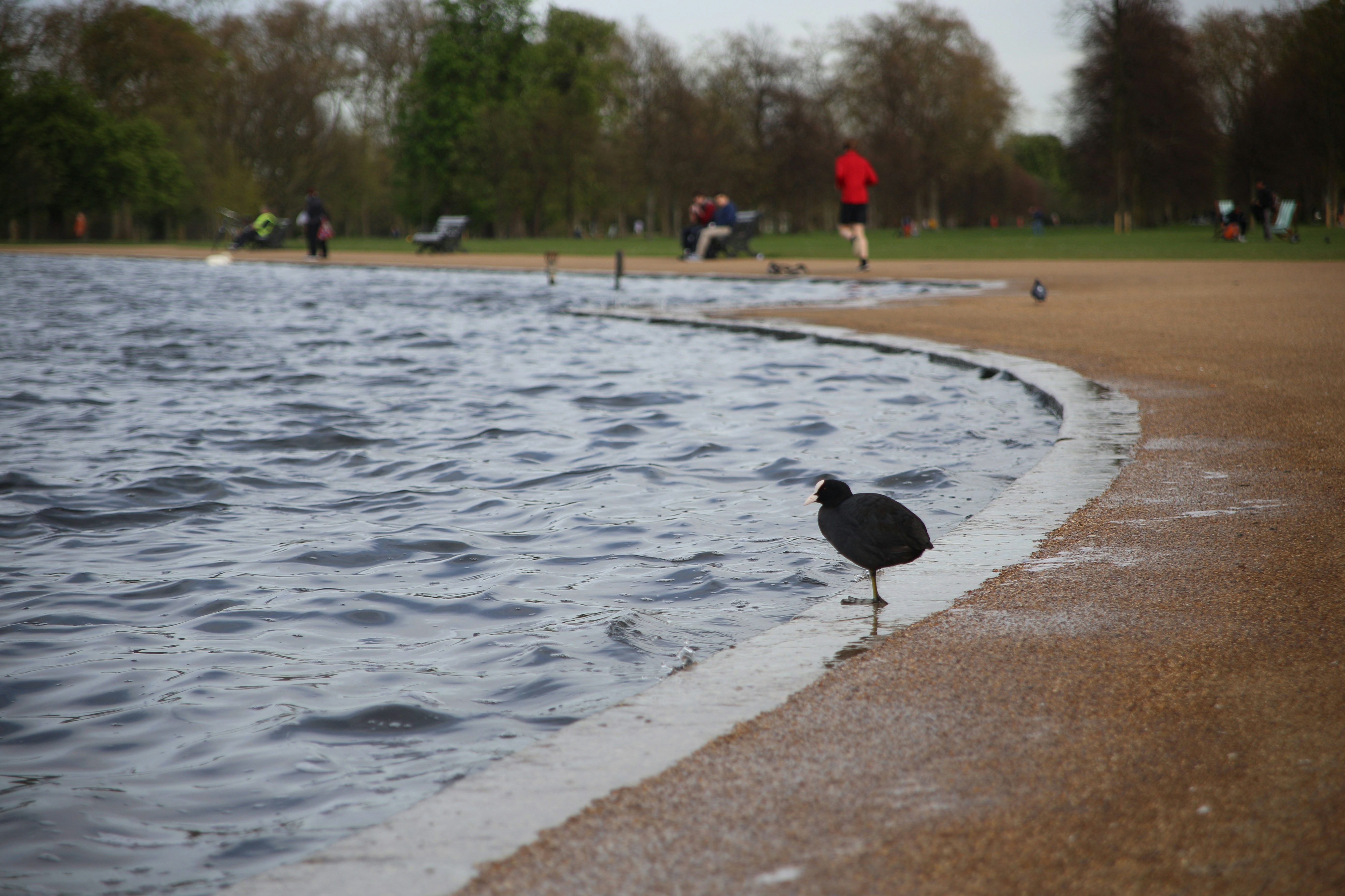 Solitary Heron by the Tidal Curve