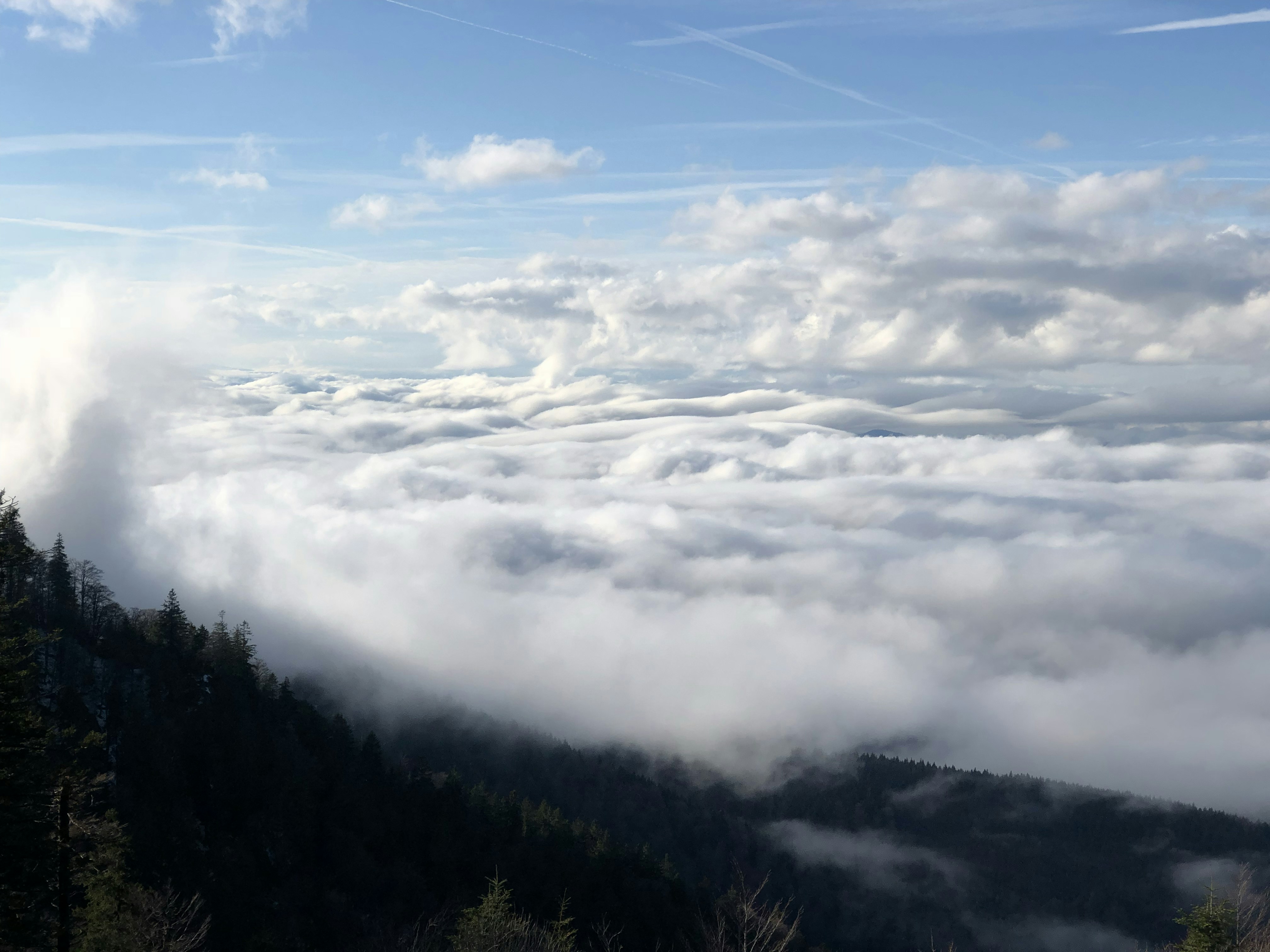 White clouds near trees during daytime photo – Free Forest Image on ...
