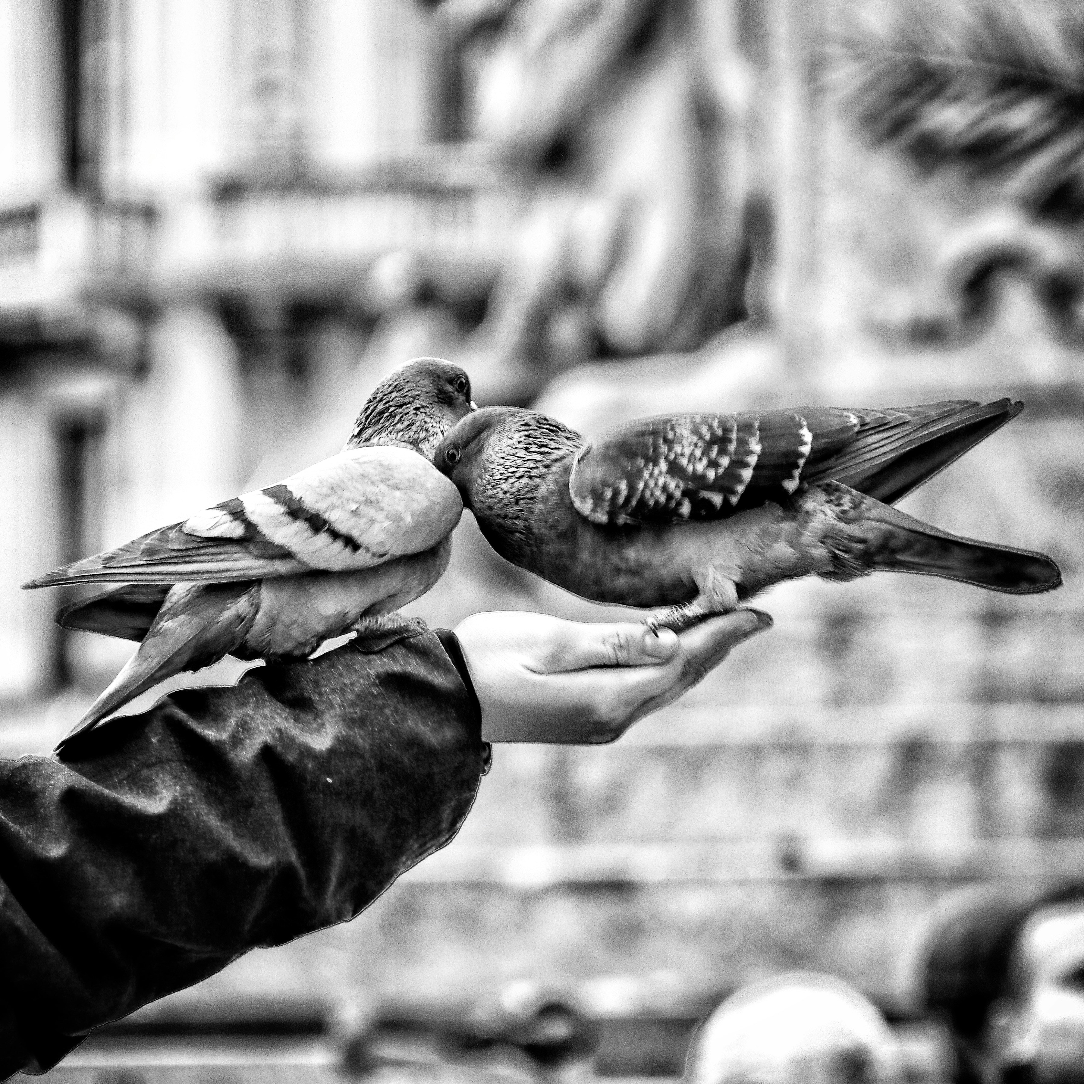 Imágenes de Par De Palomas | Descarga imágenes gratuitas en Unsplash