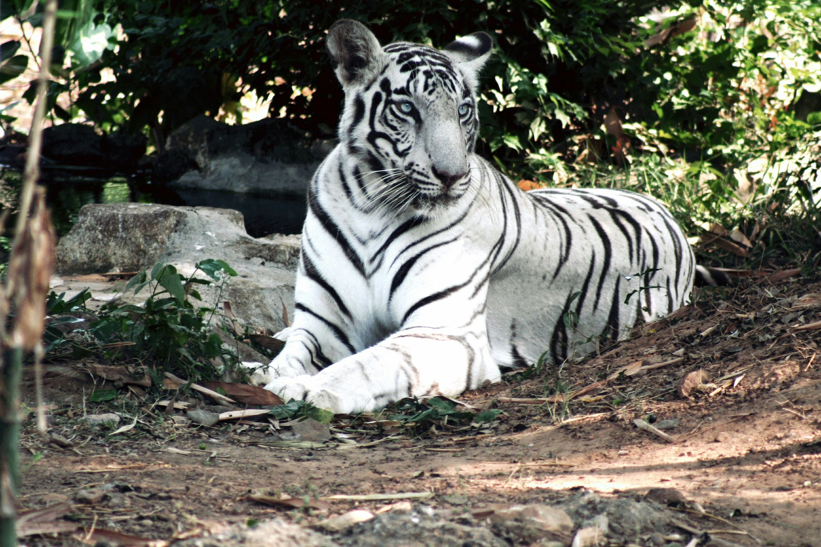 Photograph of a white tiger lounging on dirt with fallen leaves, framed by leafy shade. Its stripes contrast with pale fur against a backdrop of green foliage.