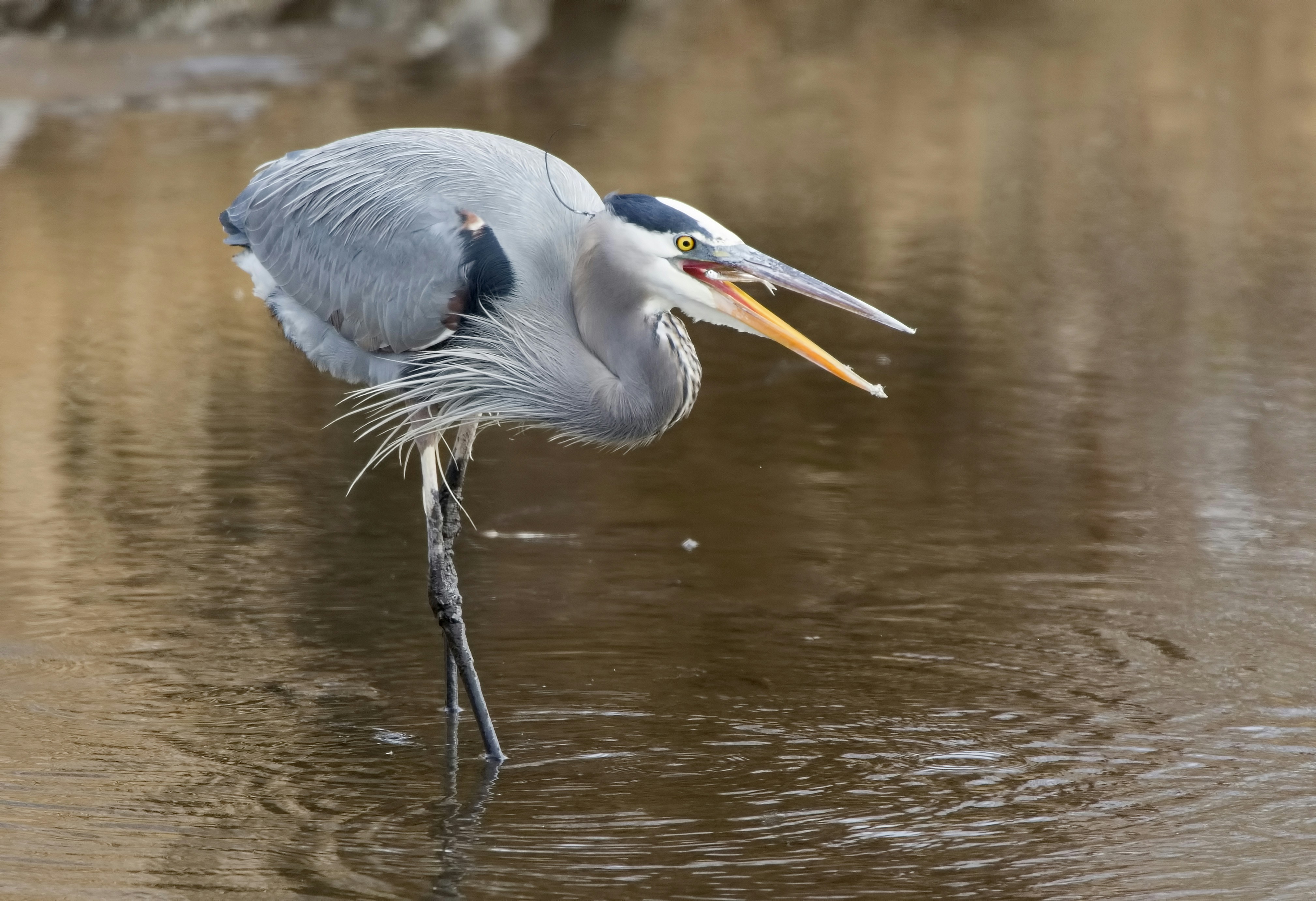 Great blue heron poised in shallow water, capturing its catch with precision. The reflection ripples around its feet.