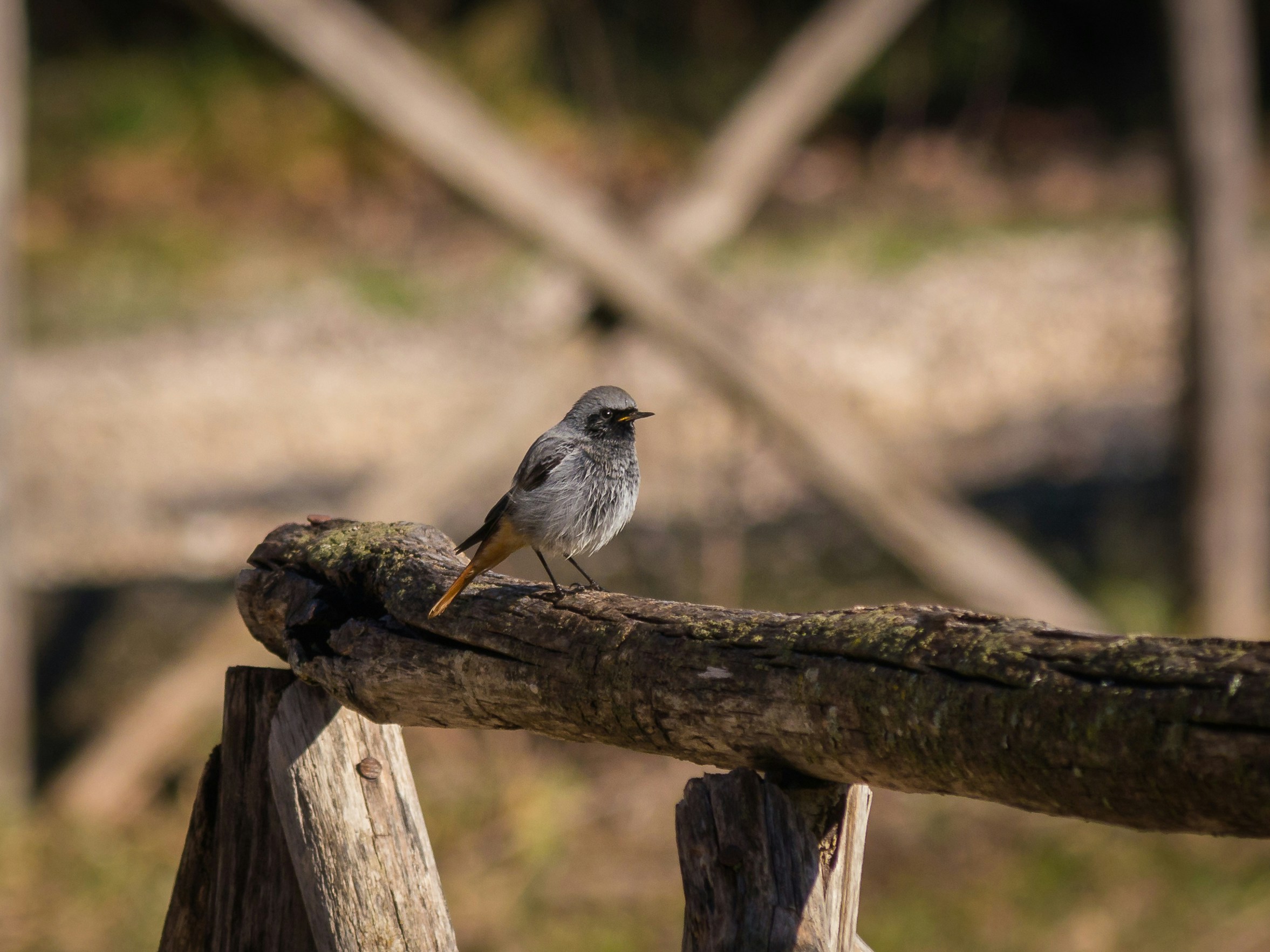 Grey Warbler on Weathered Fence: A Quiet Moment in Dappled Light
