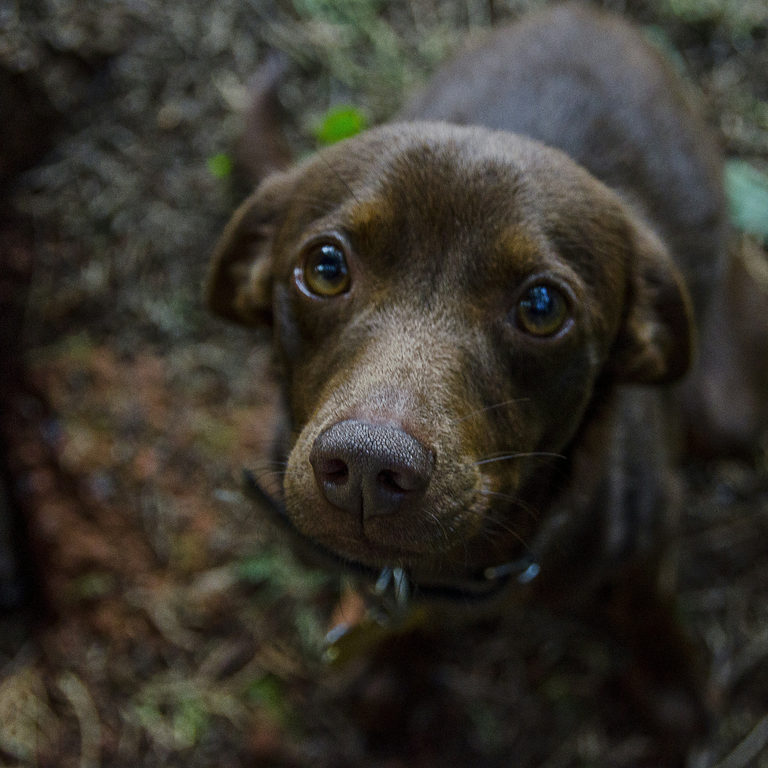 Curious Canine in Nature's Embrace