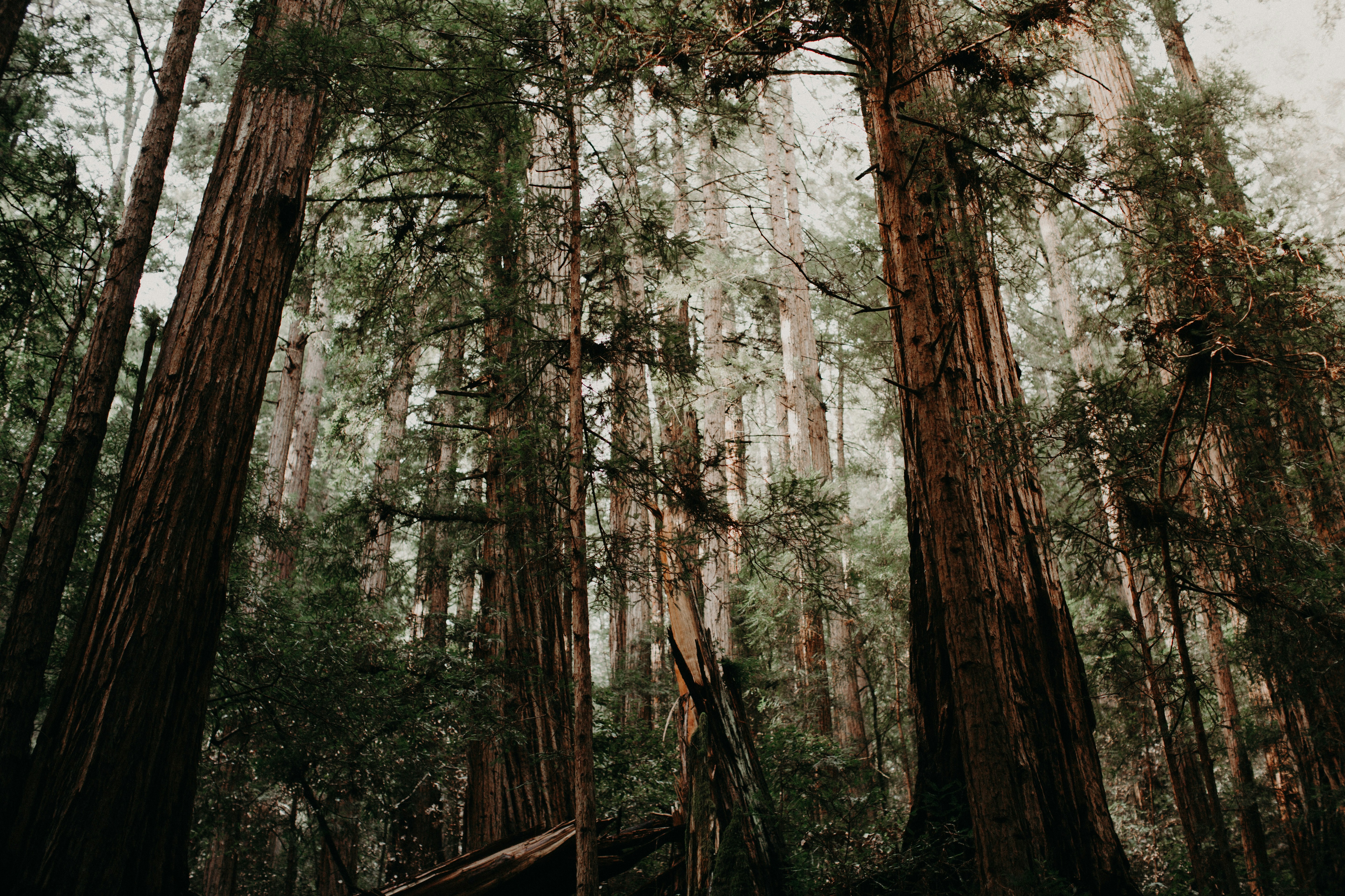 More Trees | green and brown pine tree during daytime